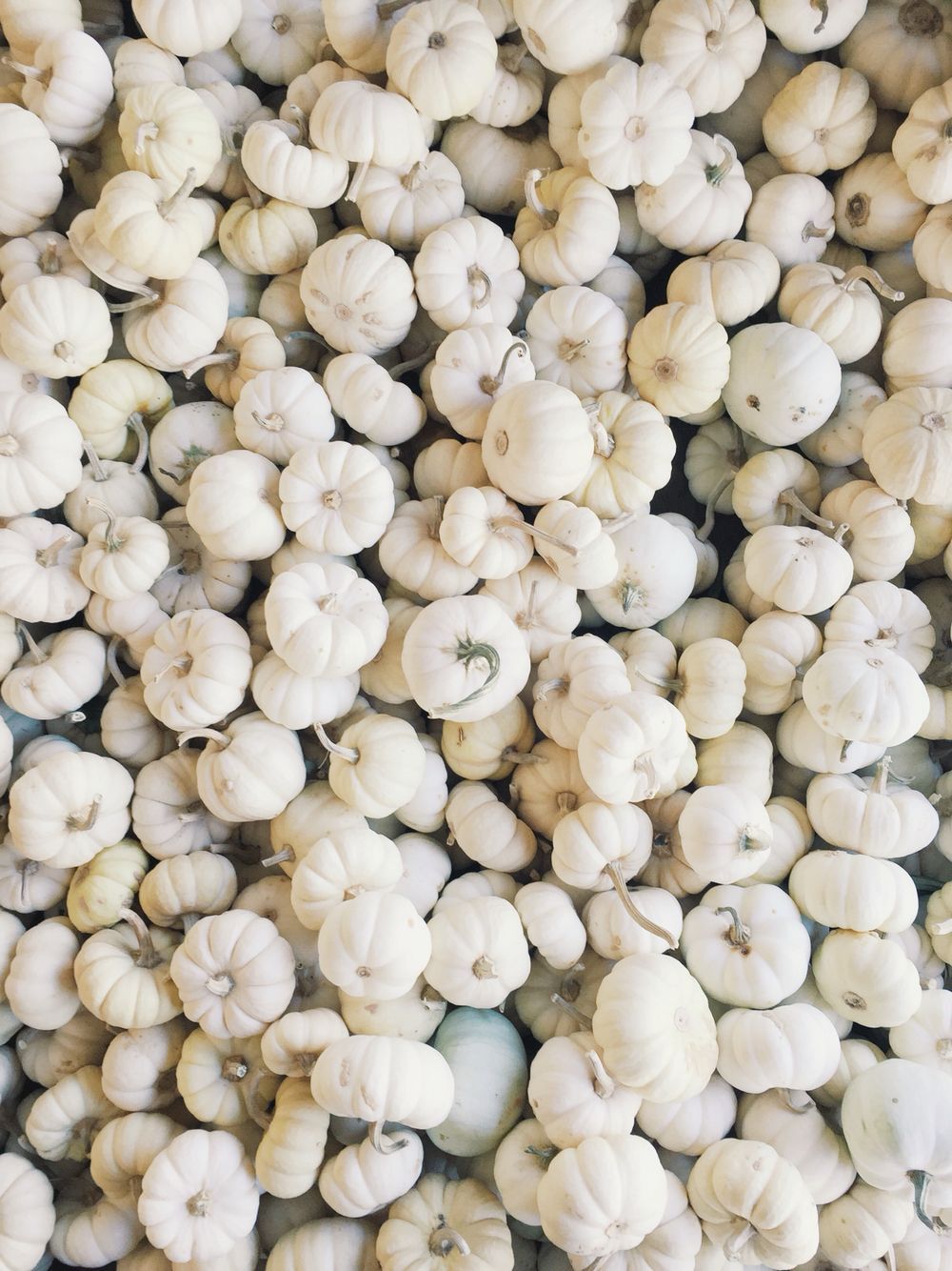 White Pumpkin Wallpapers - Wallpaper Cave