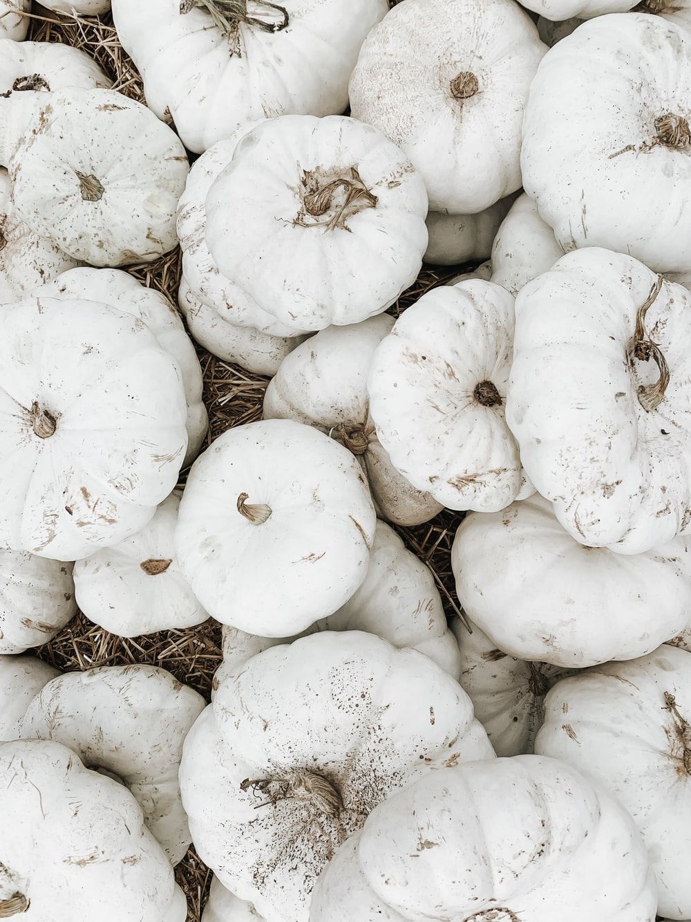 White Pumpkin Wallpapers - Wallpaper Cave