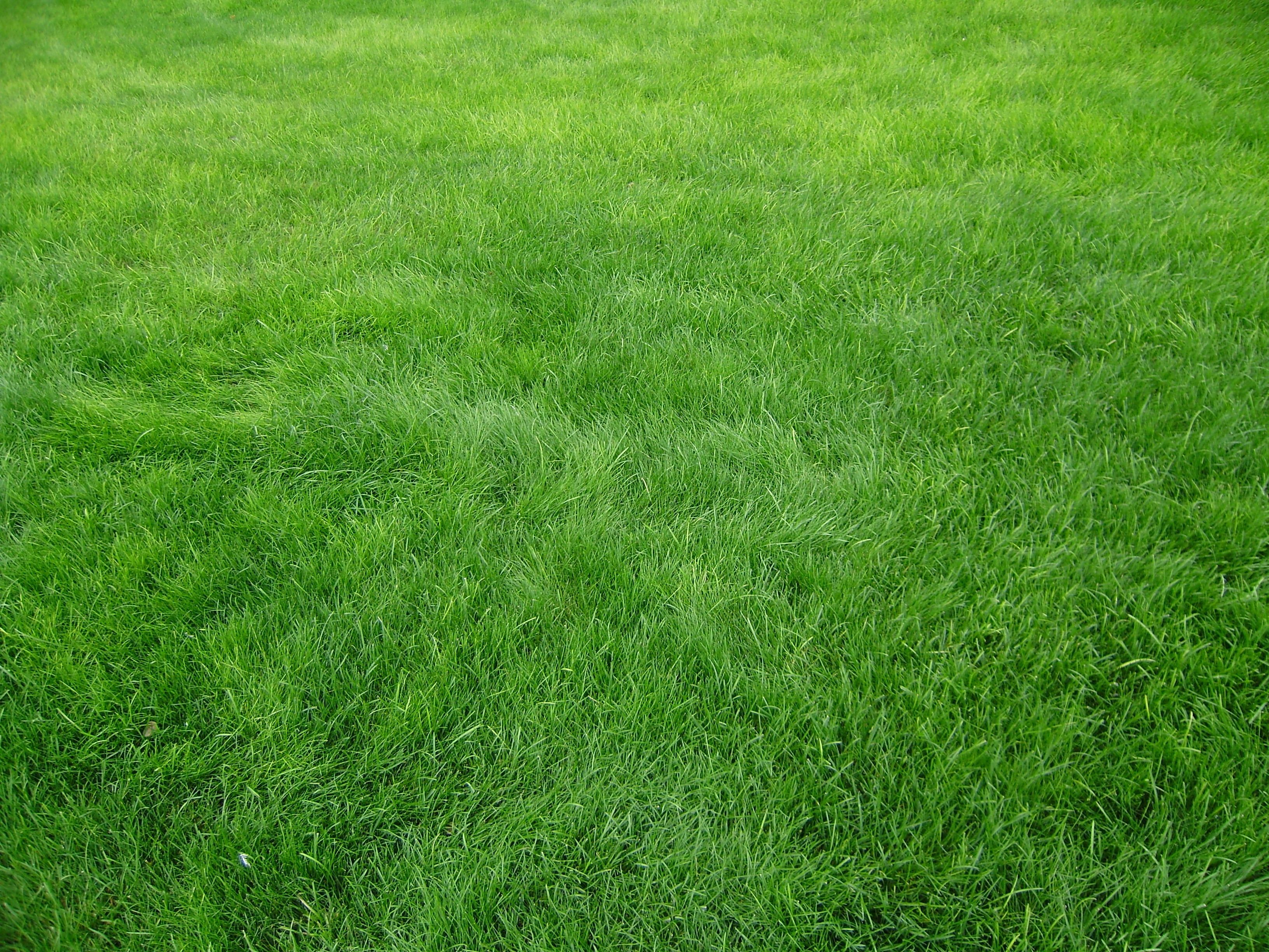 Sod Wallpapers - Wallpaper Cave