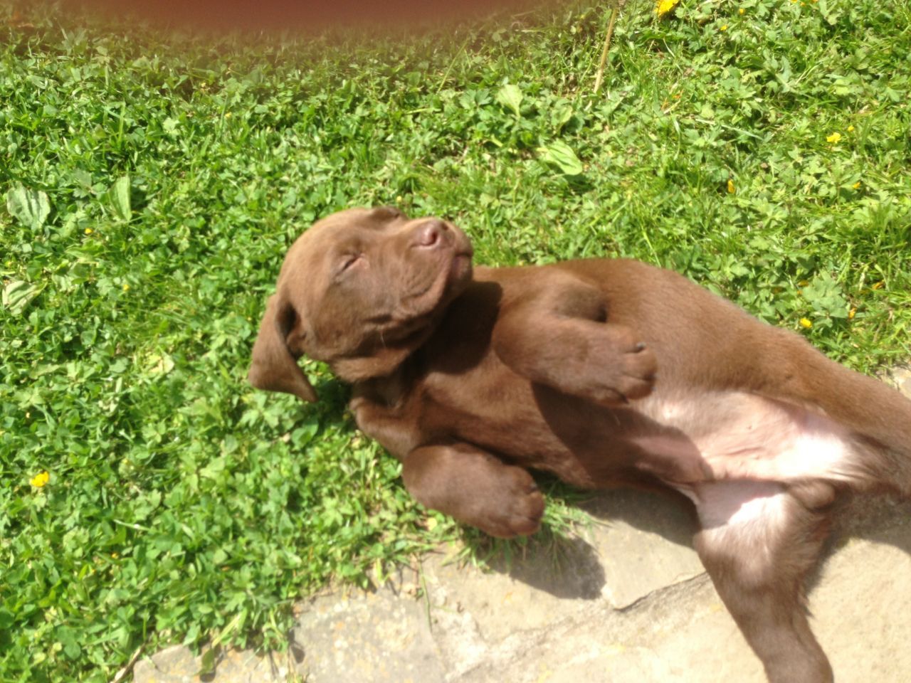 Chocolate Labrador Wallpapers - Wallpaper Cave