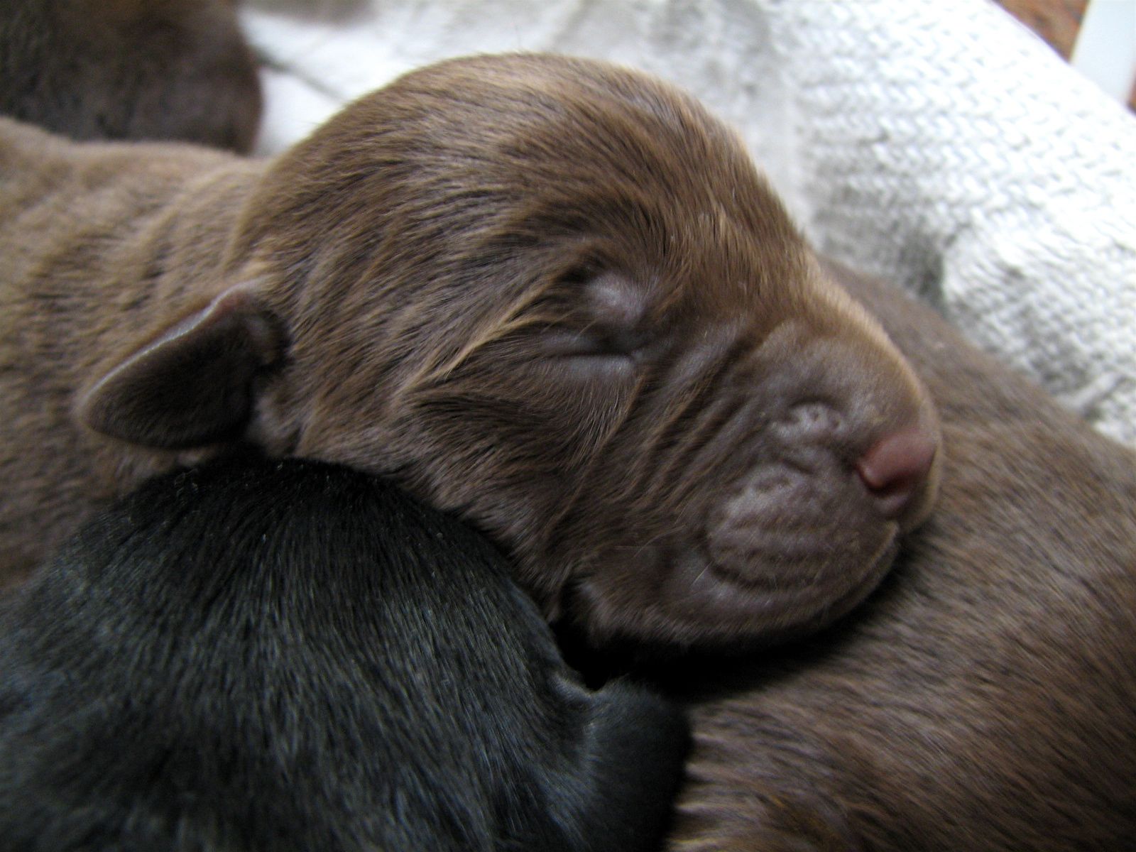 Chocolate Labrador Wallpapers - Wallpaper Cave