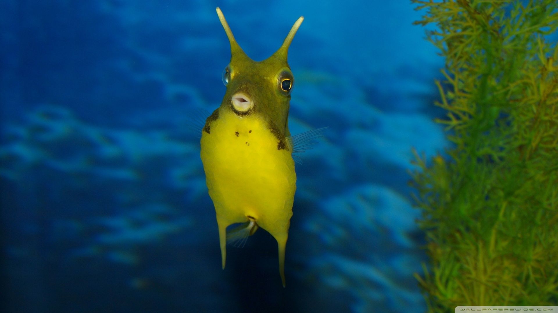 Sea Creature Wallpapers - Wallpaper Cave