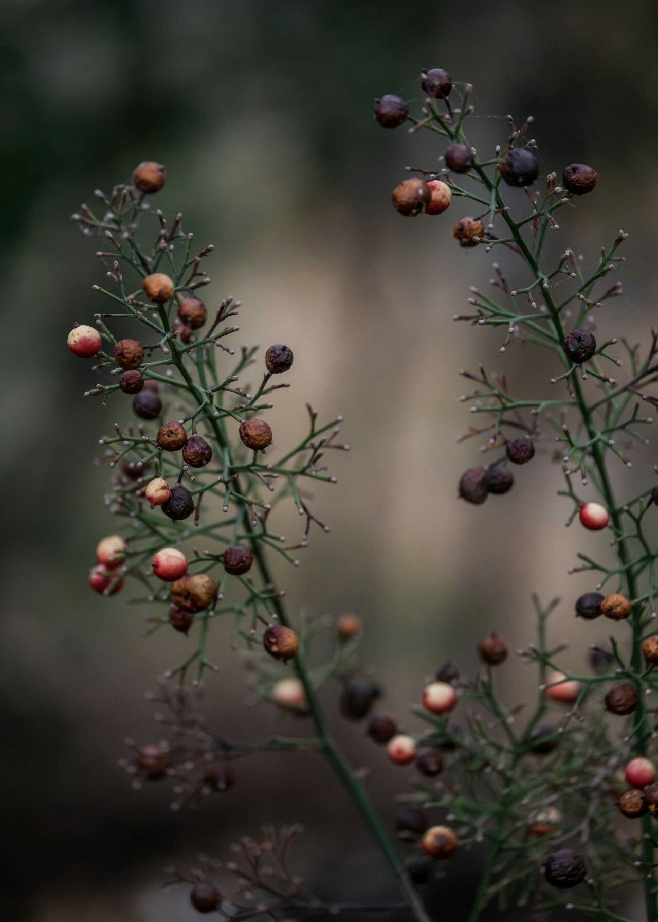 Autumn Berry Flower Wallpapers - Wallpaper Cave