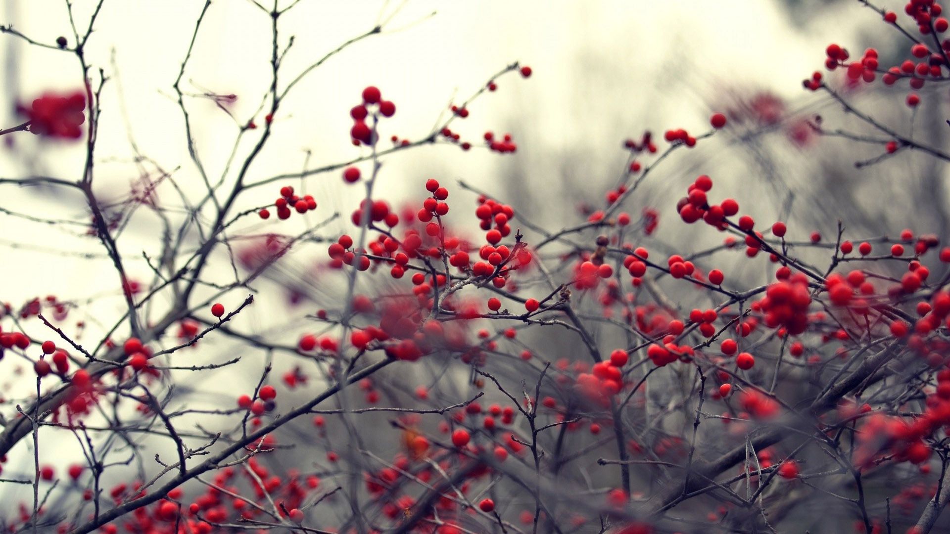 Autumn Berry Flower Wallpapers - Wallpaper Cave
