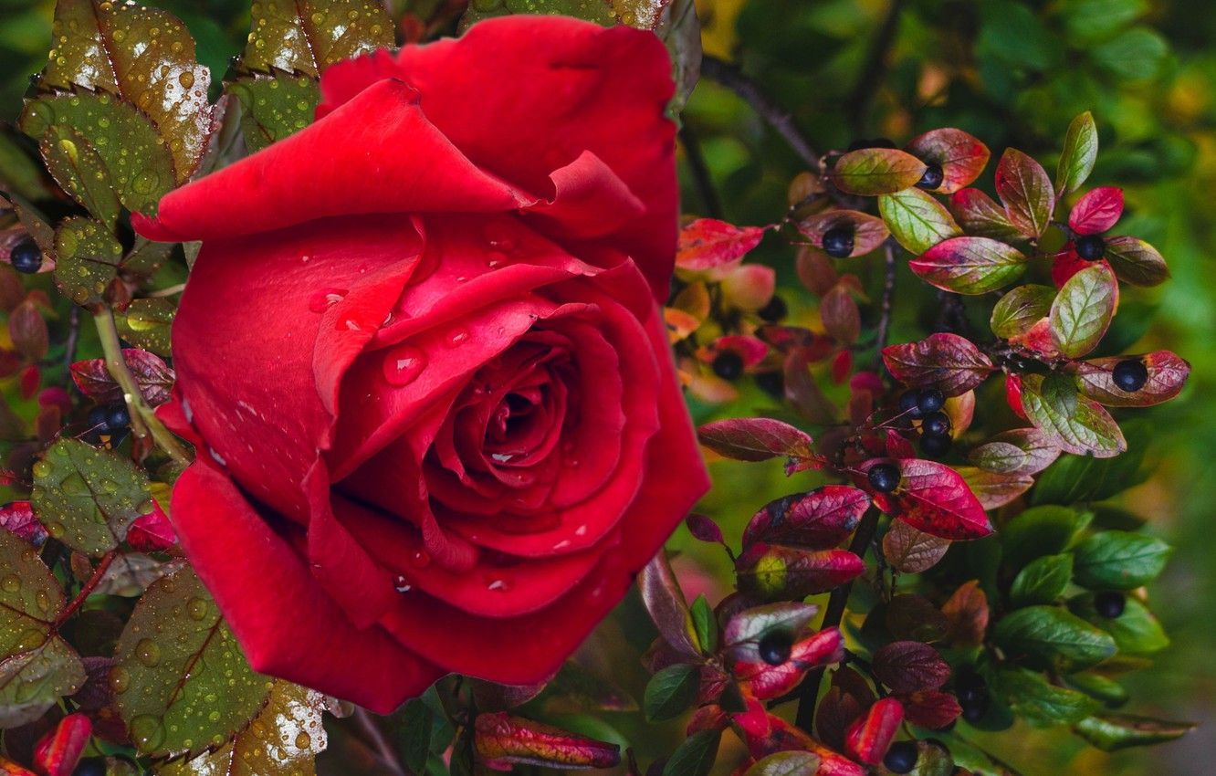 Autumn Berry Flower Wallpapers - Wallpaper Cave