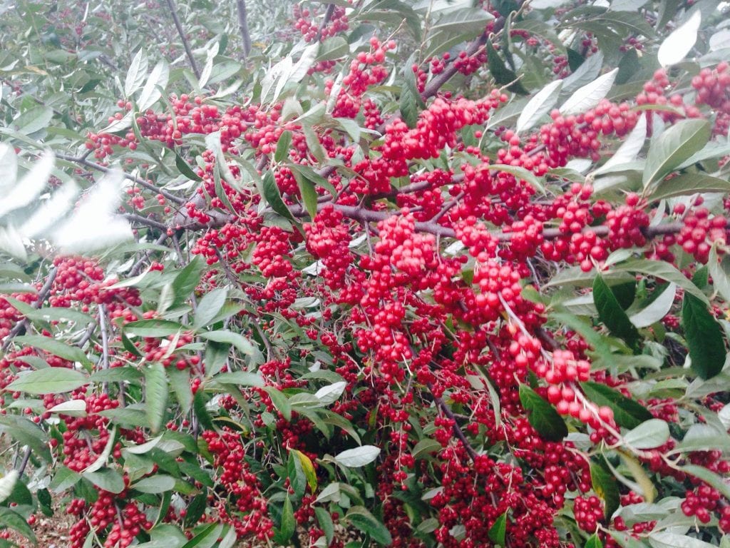 Autumn Berry Flower Wallpapers - Wallpaper Cave