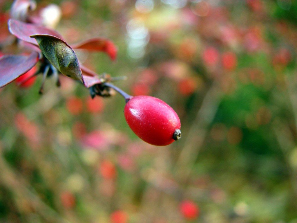 Autumn Berry Flower Wallpapers - Wallpaper Cave