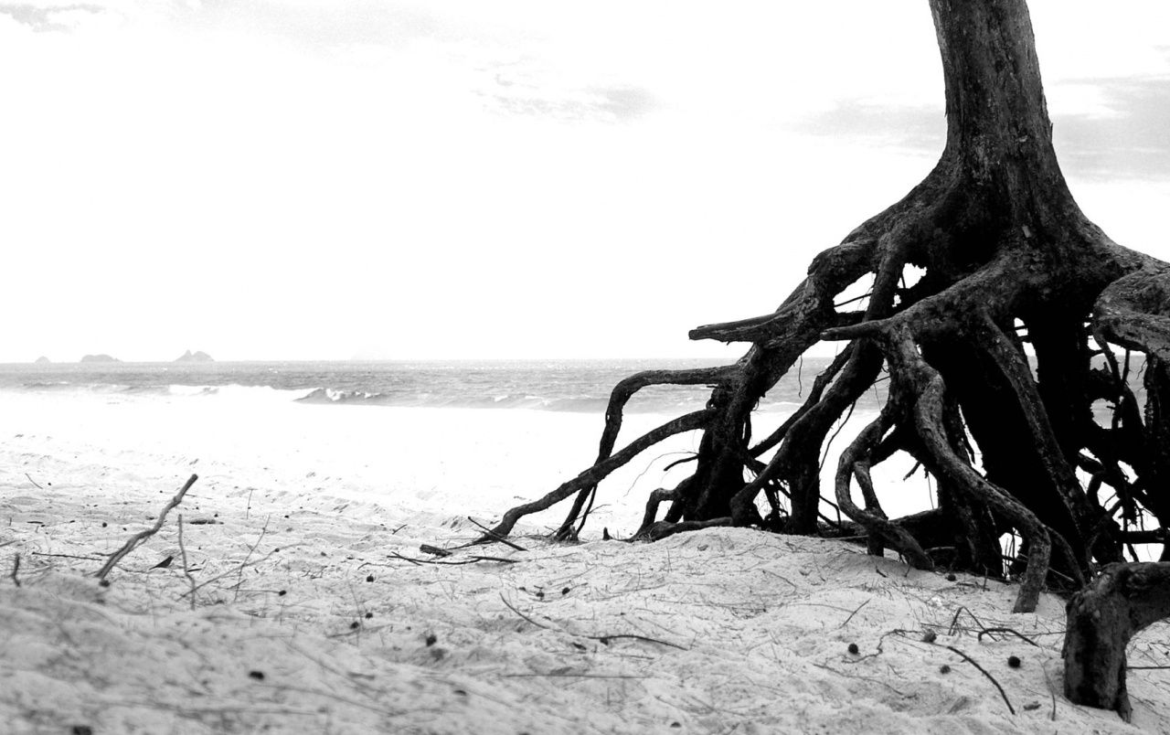 Roots Wallpapers - Wallpaper Cave