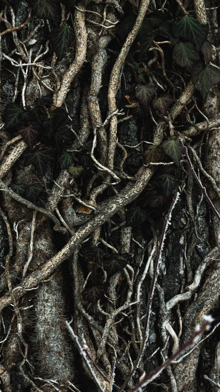 Roots Wallpapers - Wallpaper Cave