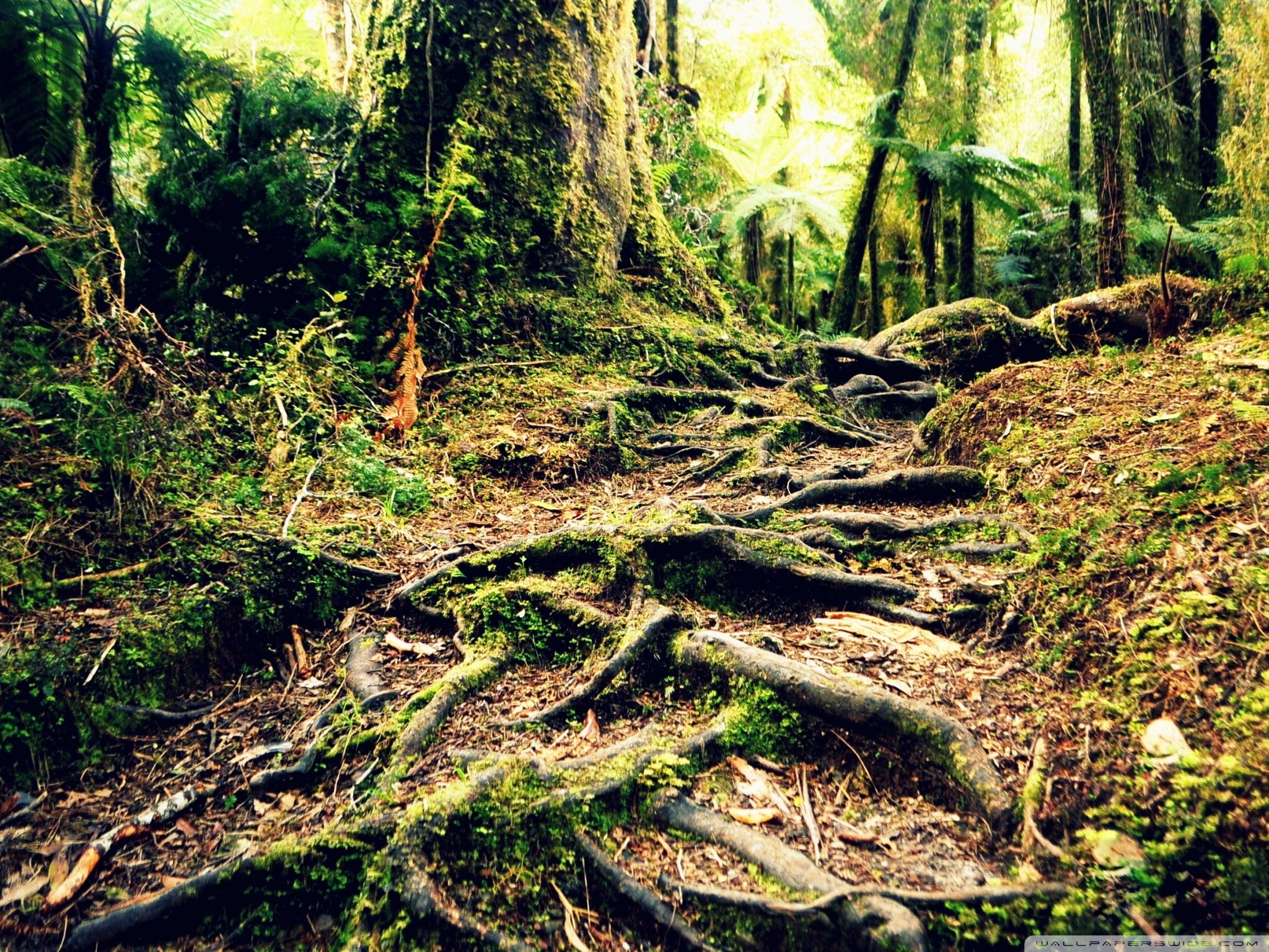 Roots Wallpapers - Wallpaper Cave