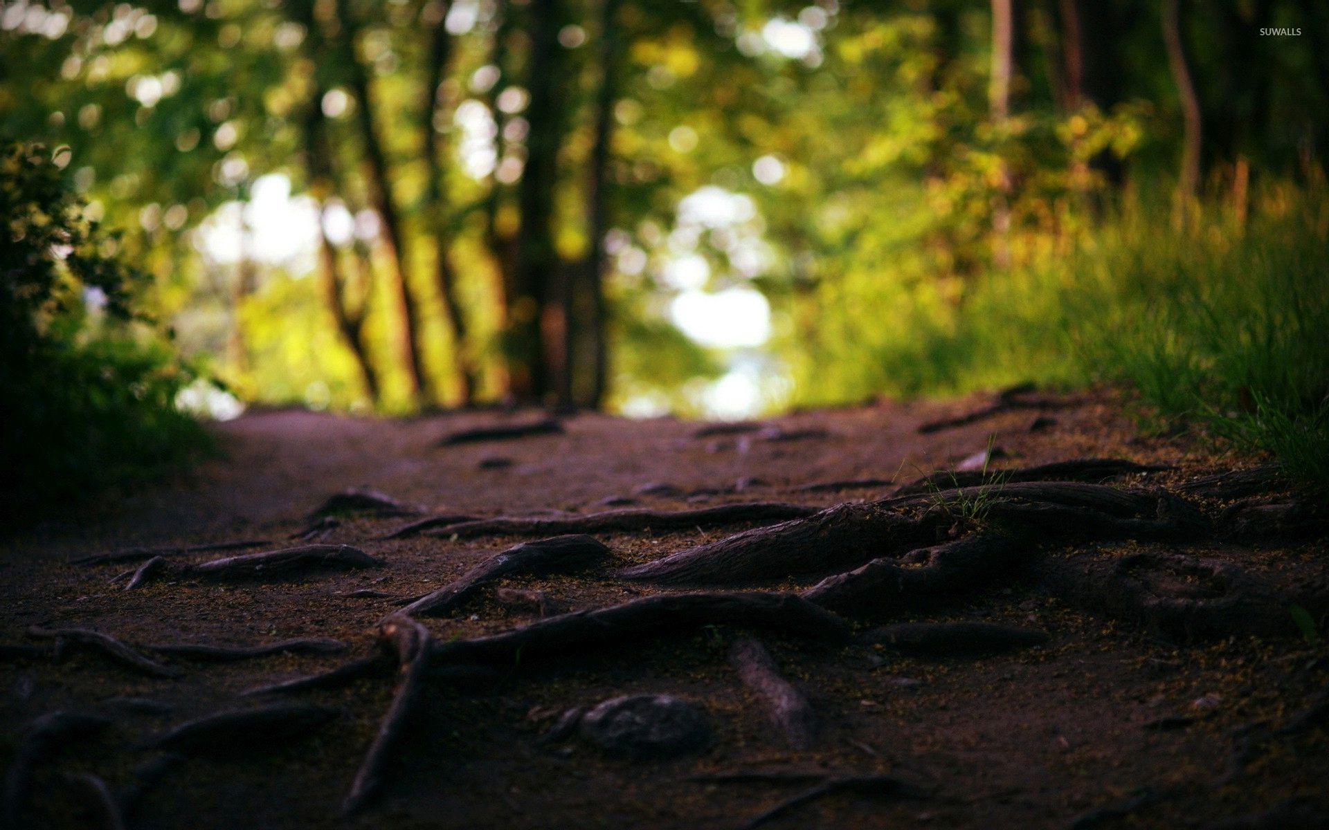 Roots Wallpapers - Wallpaper Cave