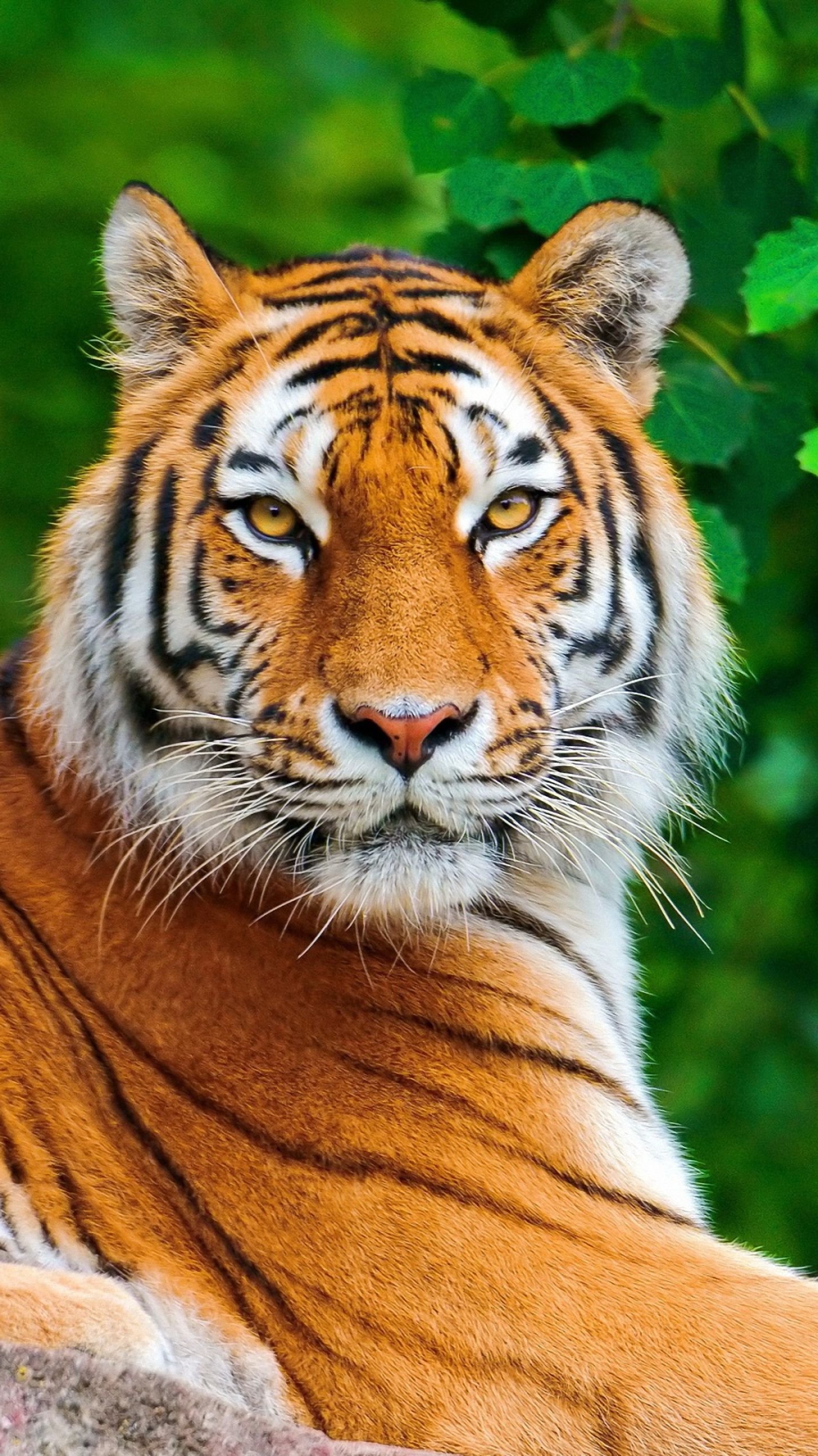 Tiger HD Mobile Wallpapers - Wallpaper Cave