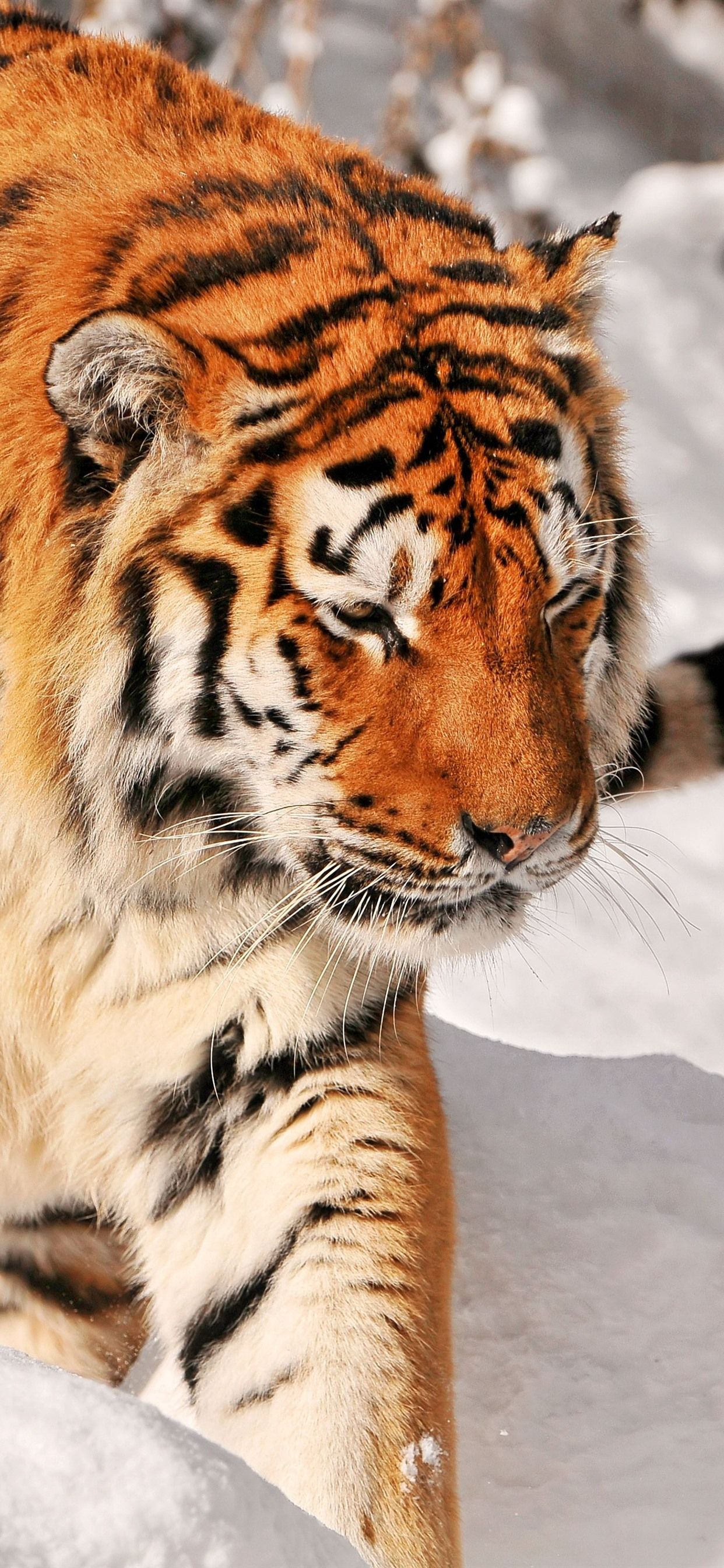 Tiger HD Mobile Wallpapers - Wallpaper Cave