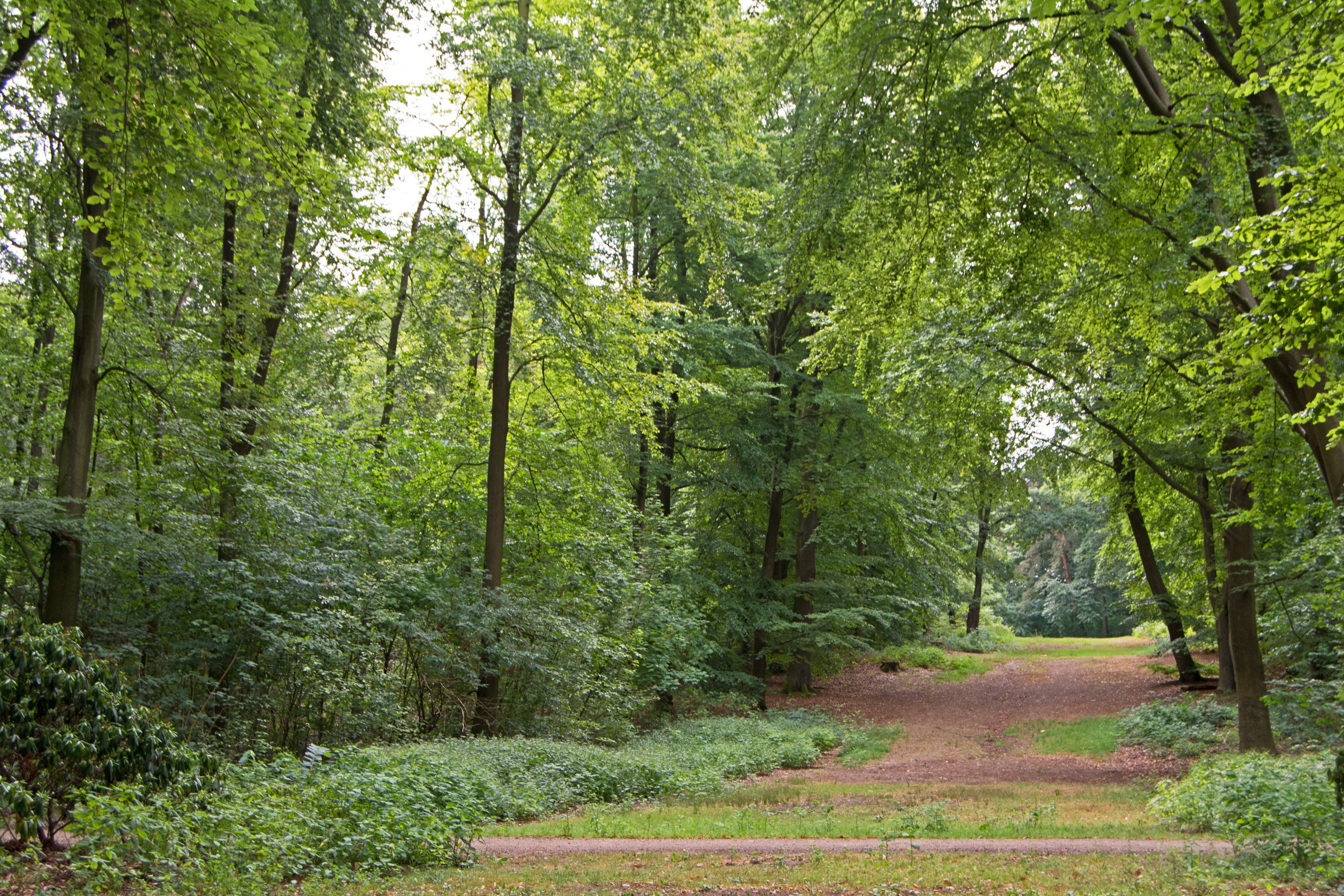Forest Entrance Wallpapers - Wallpaper Cave