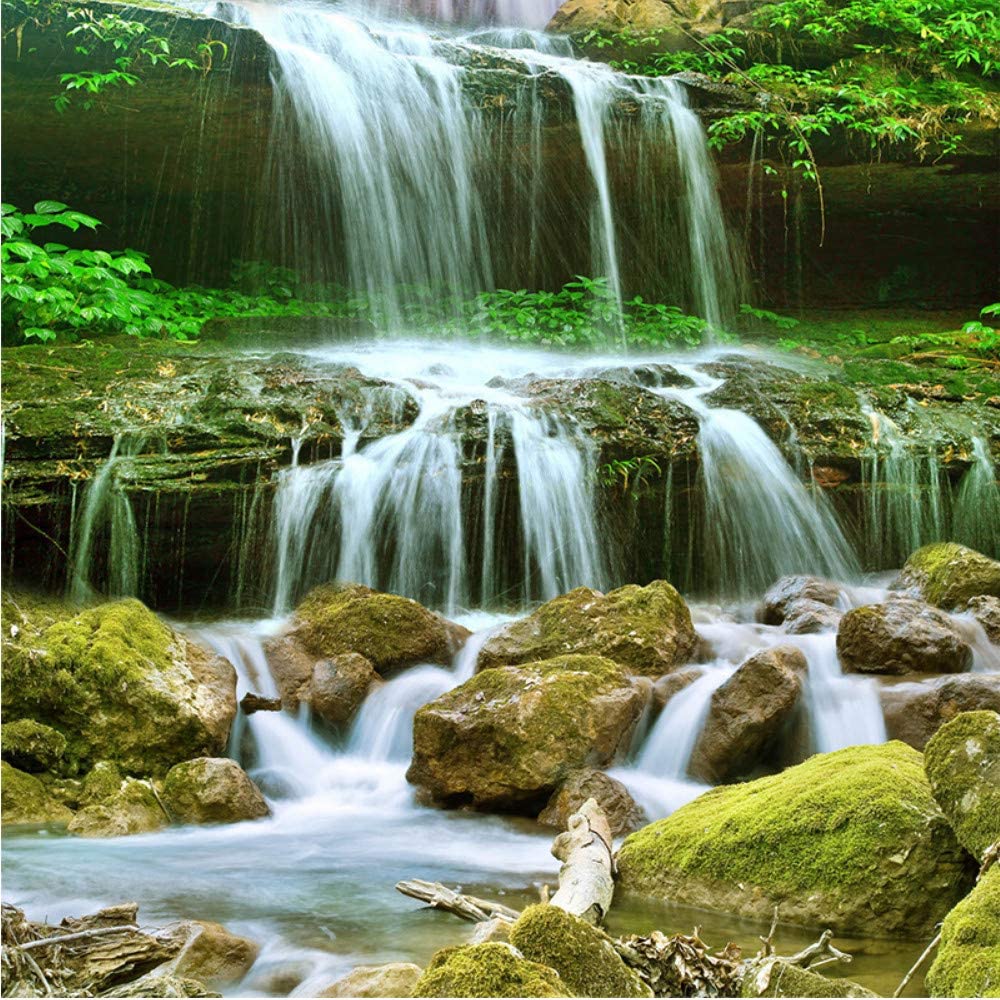 Forest Entrance Wallpapers - Wallpaper Cave