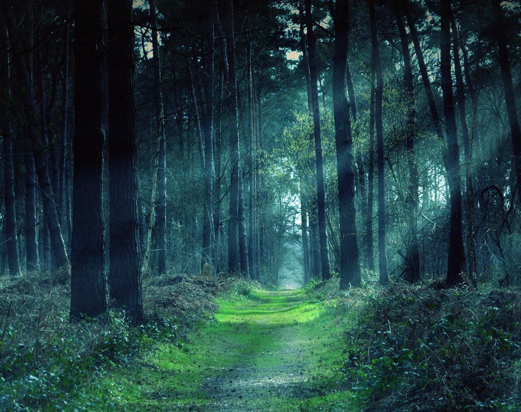 Forest Entrance Wallpapers - Wallpaper Cave