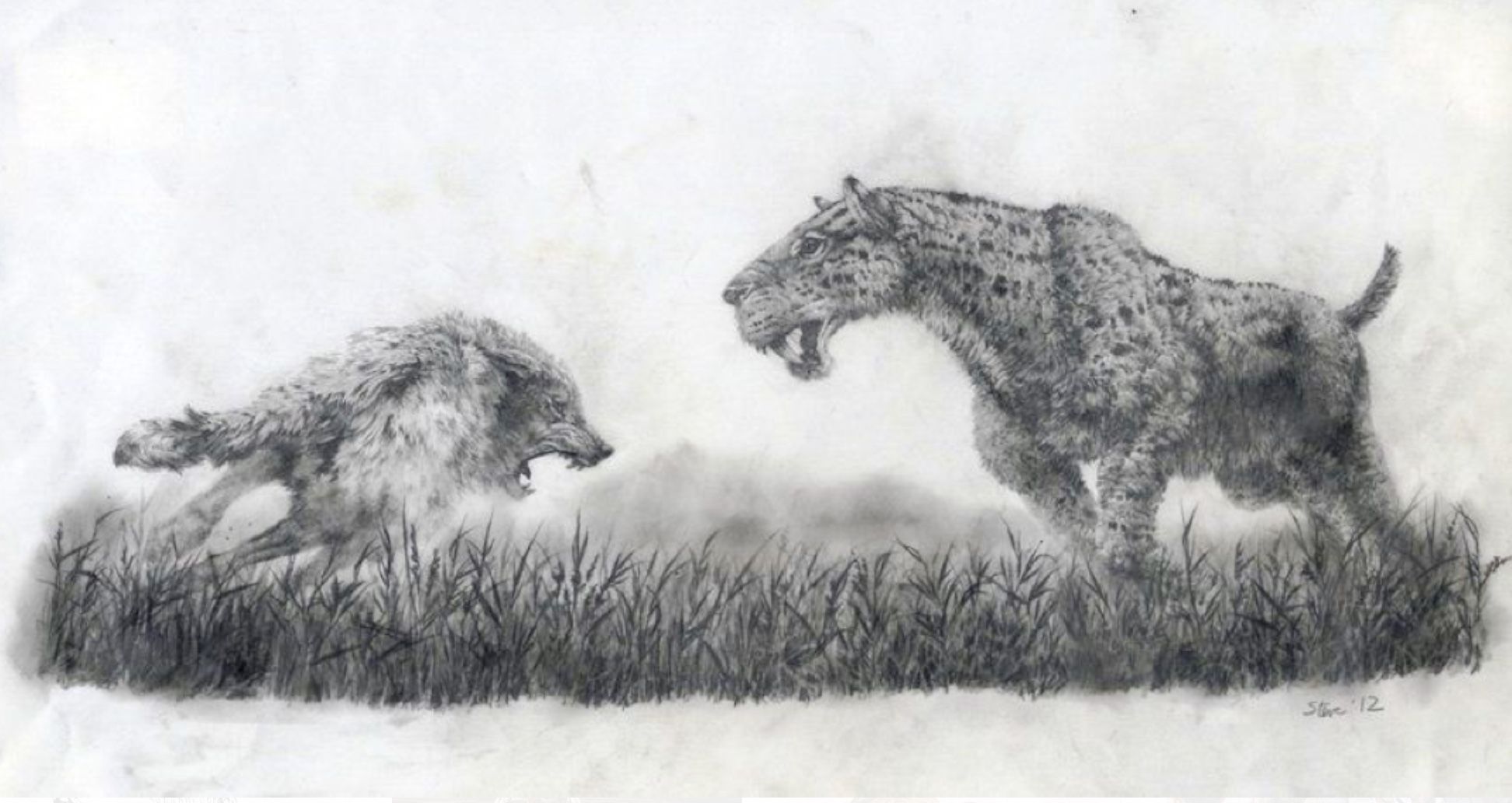 American Scimitar Cat Wallpapers - Wallpaper Cave