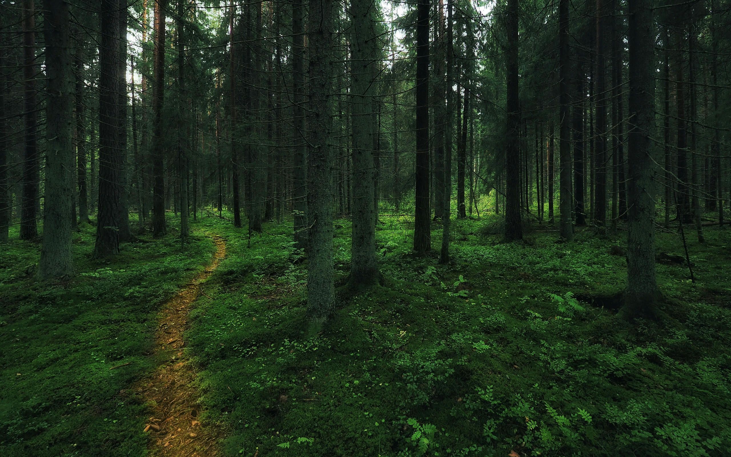 Neon Forest Wallpapers - Wallpaper Cave