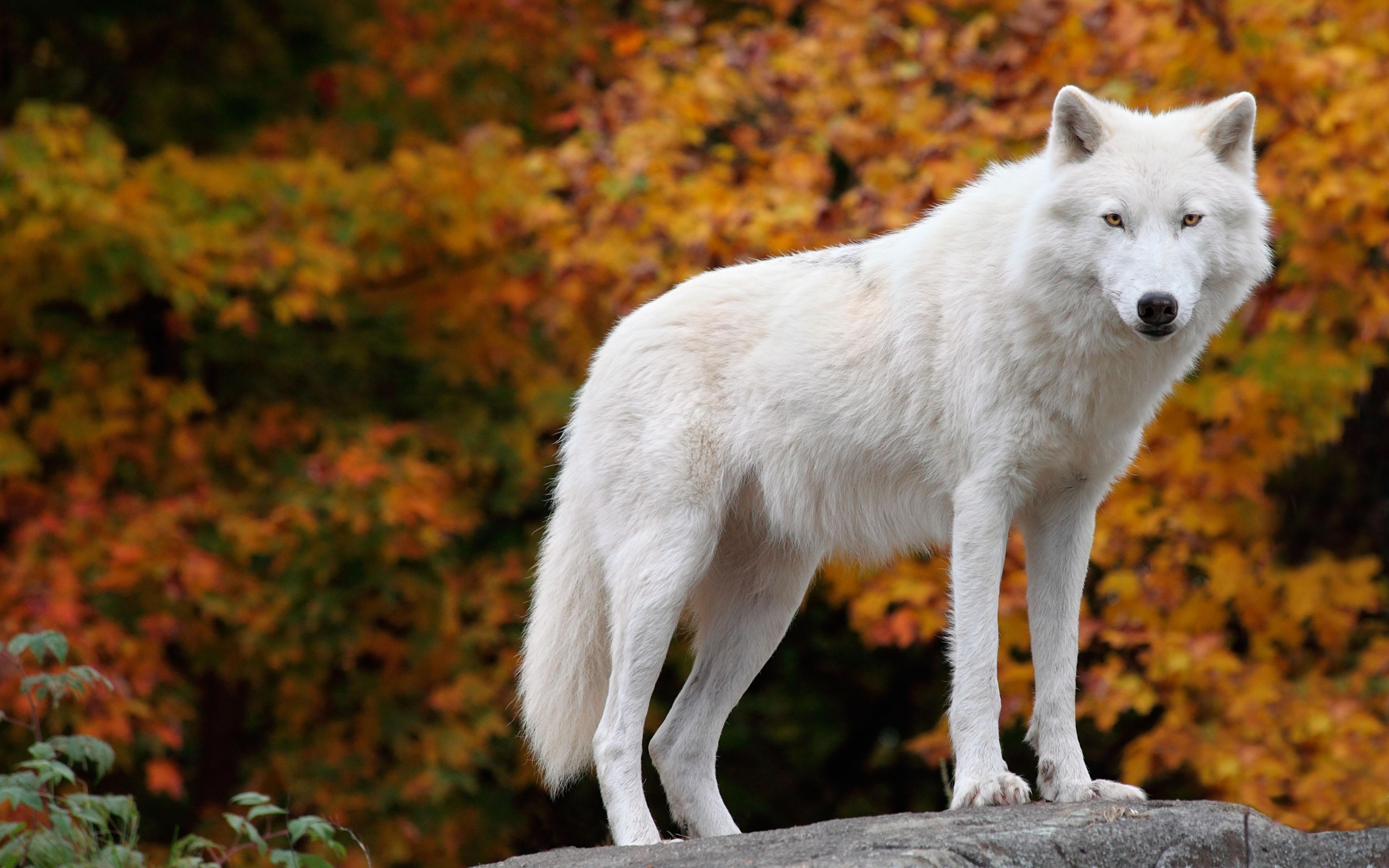 Wolf In Autumn Wallpapers - Wallpaper Cave