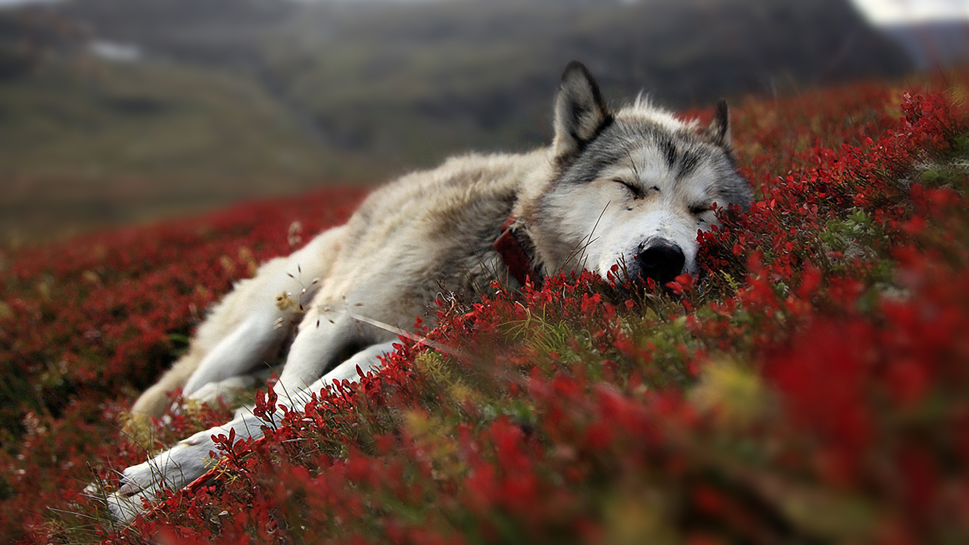 Wolf In Autumn Wallpapers - Wallpaper Cave