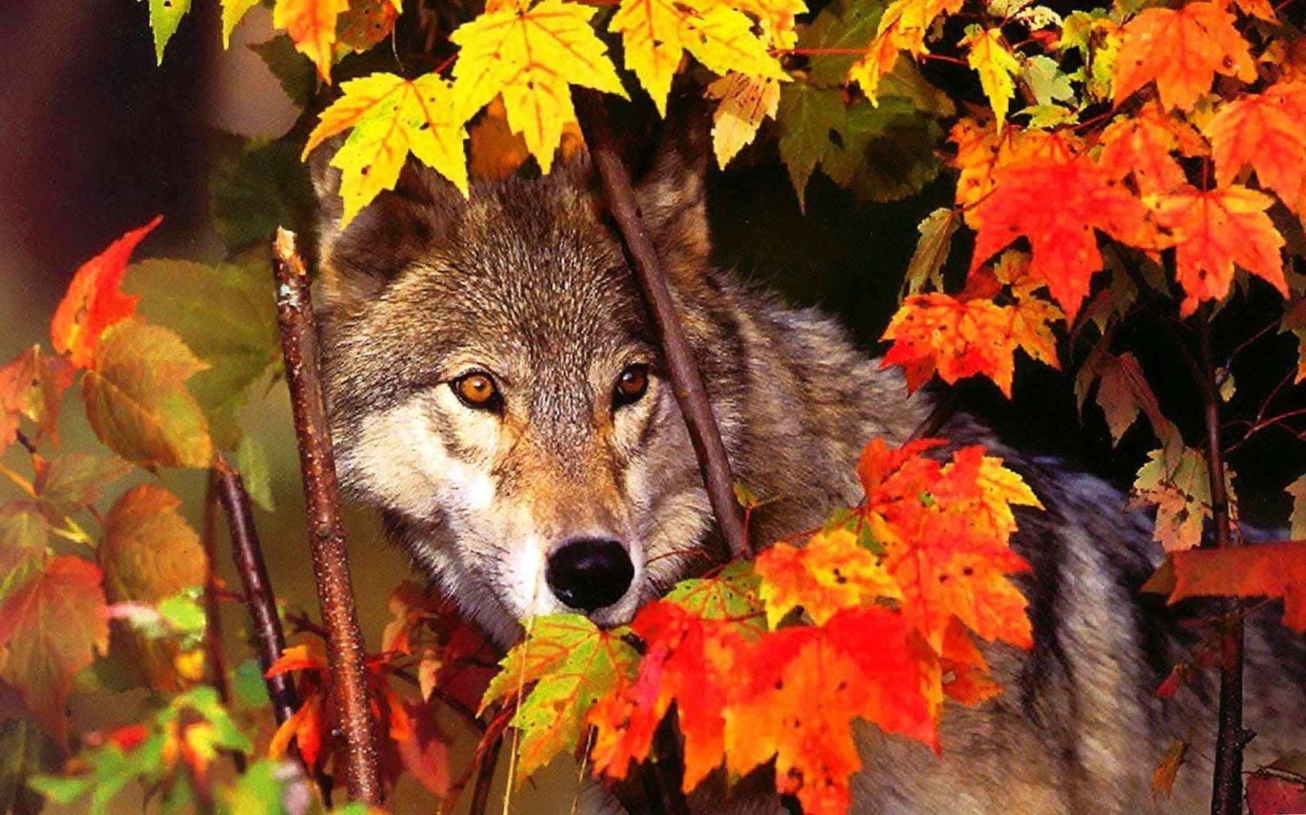 Wolf In Autumn Wallpapers - Wallpaper Cave