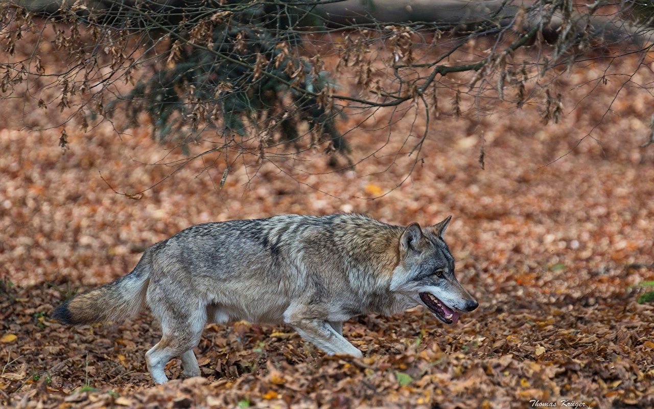 Wolf In Autumn Wallpapers - Wallpaper Cave