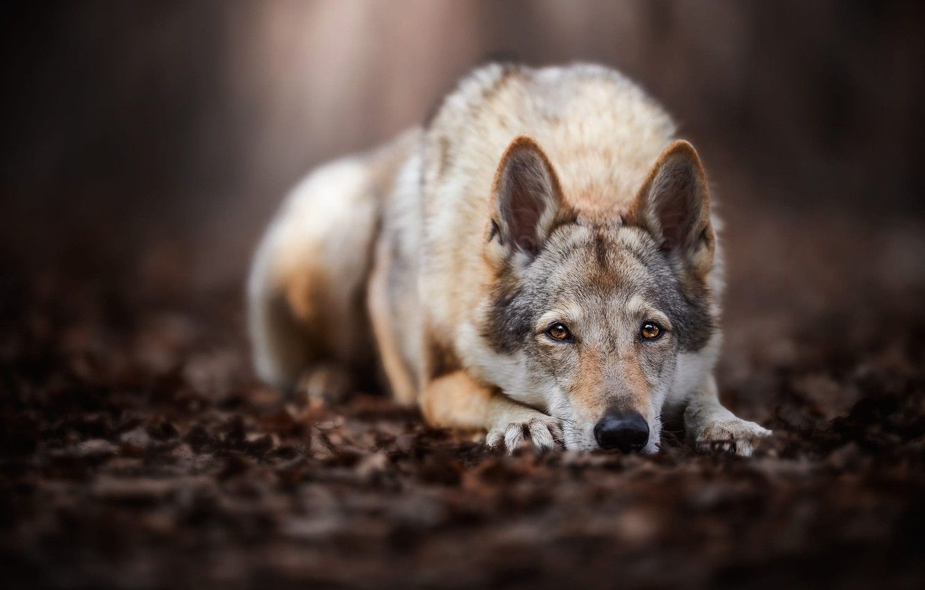 Fall Wallpaper With Wolves