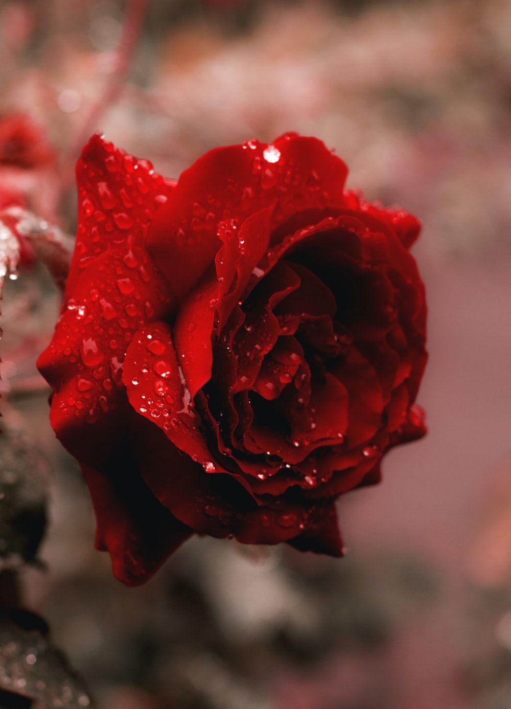 Roses Are Red Wallpapers - Wallpaper Cave