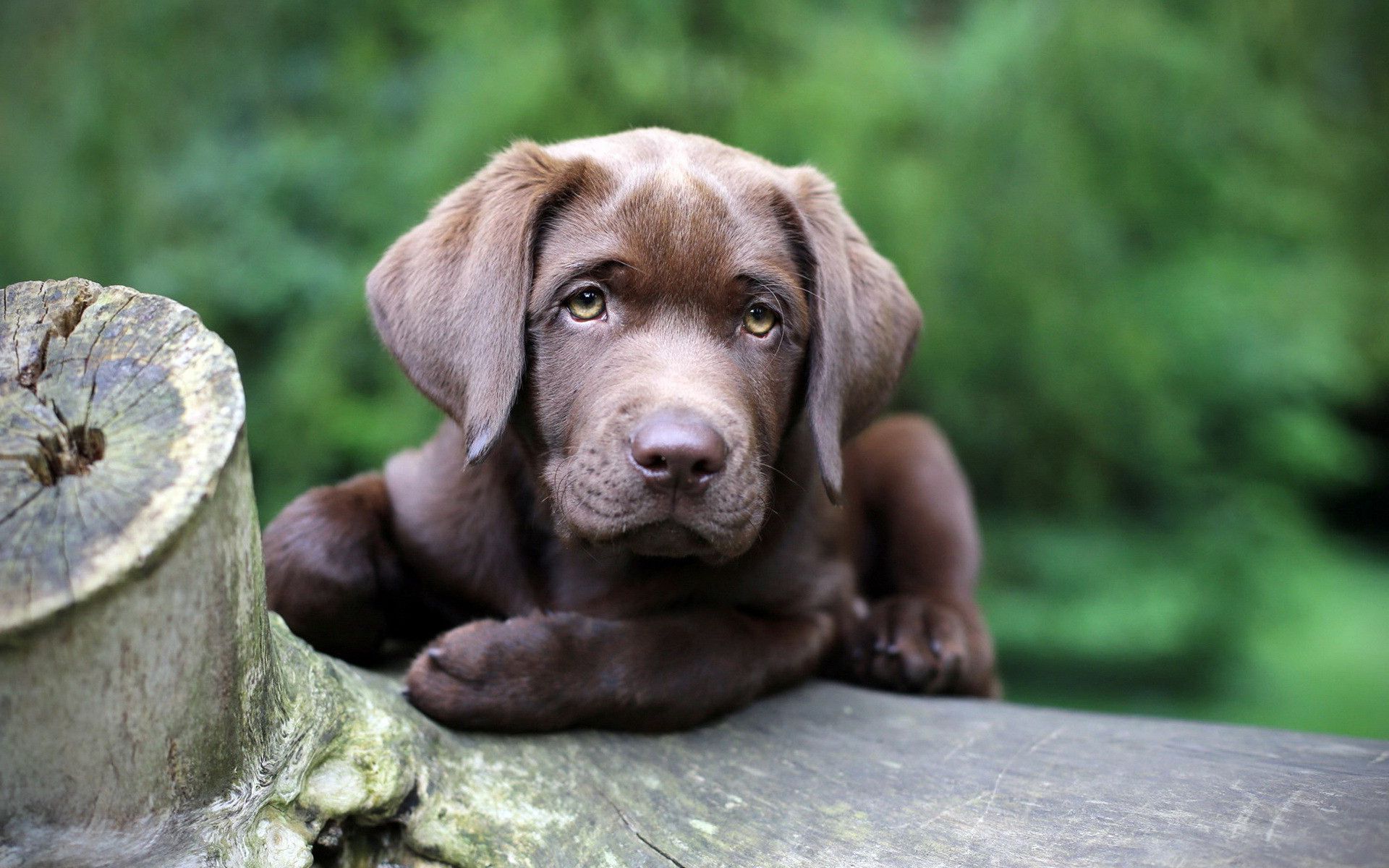 Black And Brown Dogs Wallpapers - Wallpaper Cave