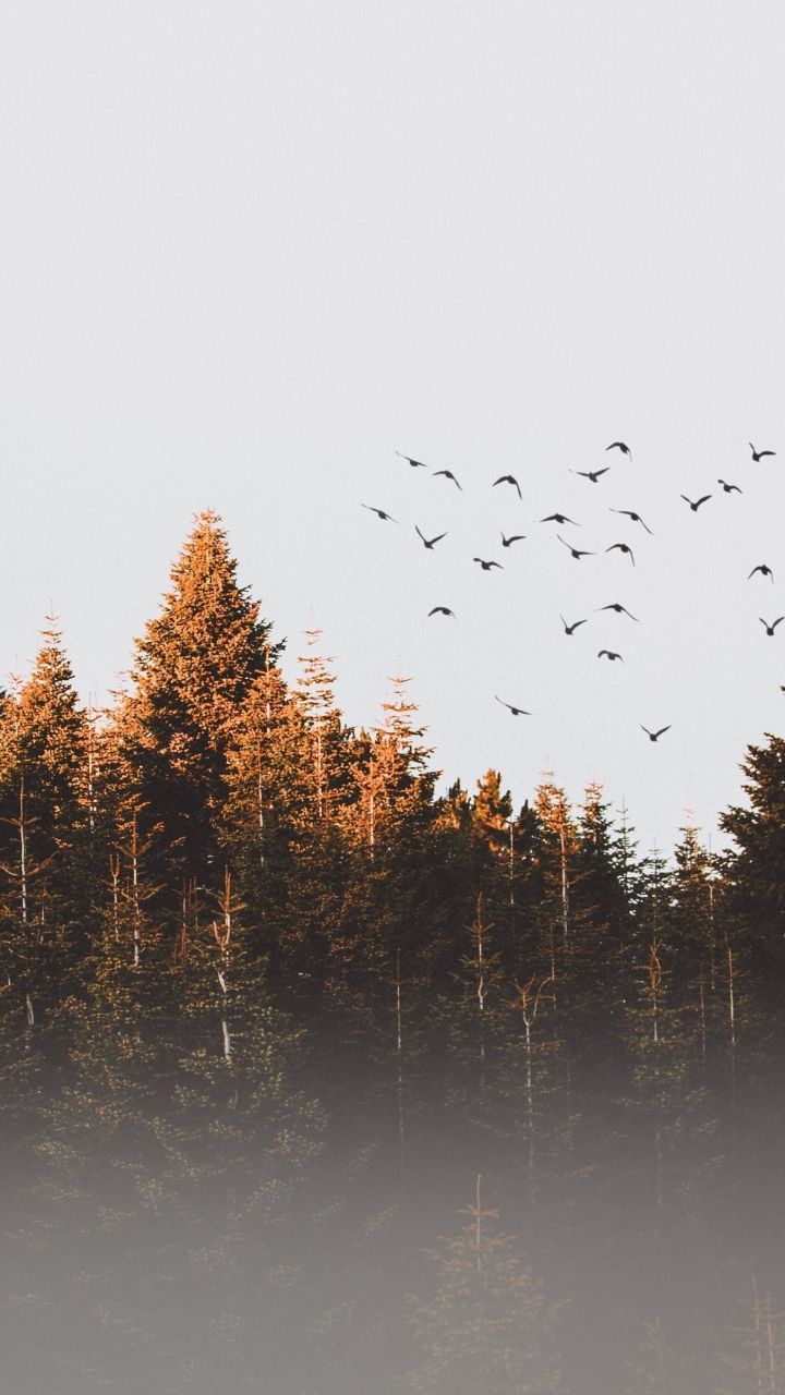 Nature Tree Smartphone Wallpapers - Wallpaper Cave