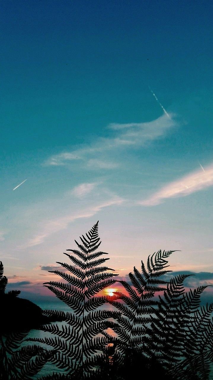 Nature Tree Smartphone Wallpapers - Wallpaper Cave