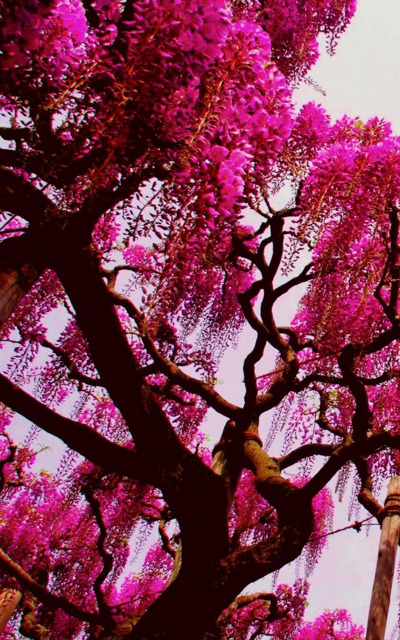 Nature Tree Smartphone Wallpapers - Wallpaper Cave