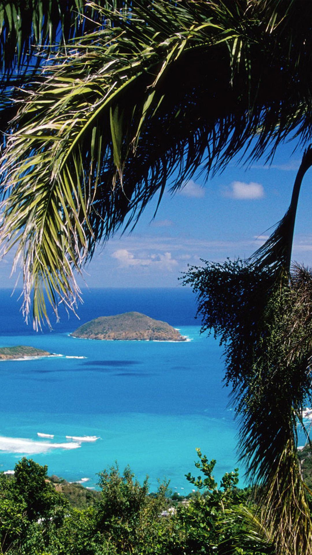 Nature Tree Smartphone Wallpapers - Wallpaper Cave