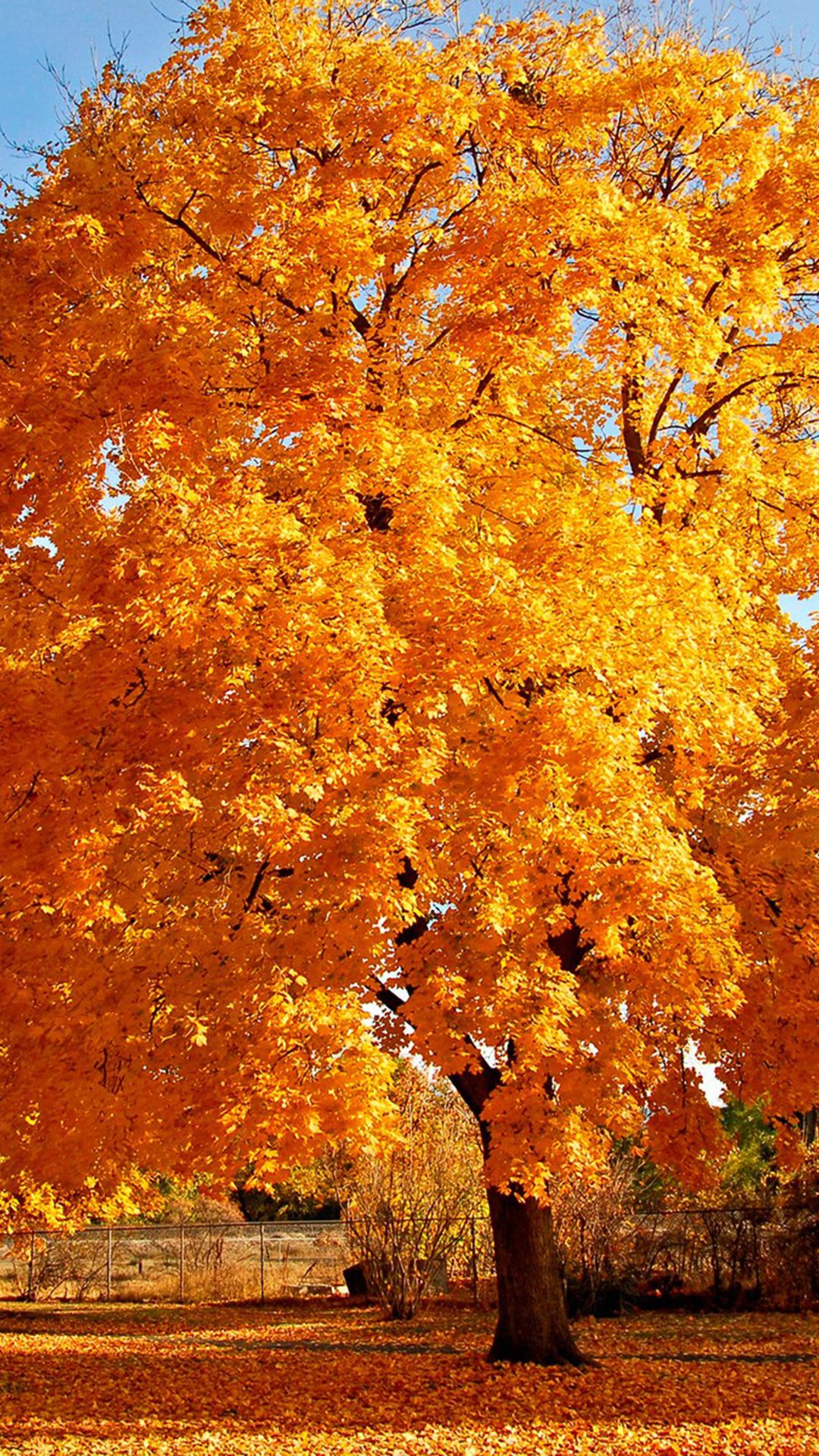 Nature Tree Smartphone Wallpapers - Wallpaper Cave