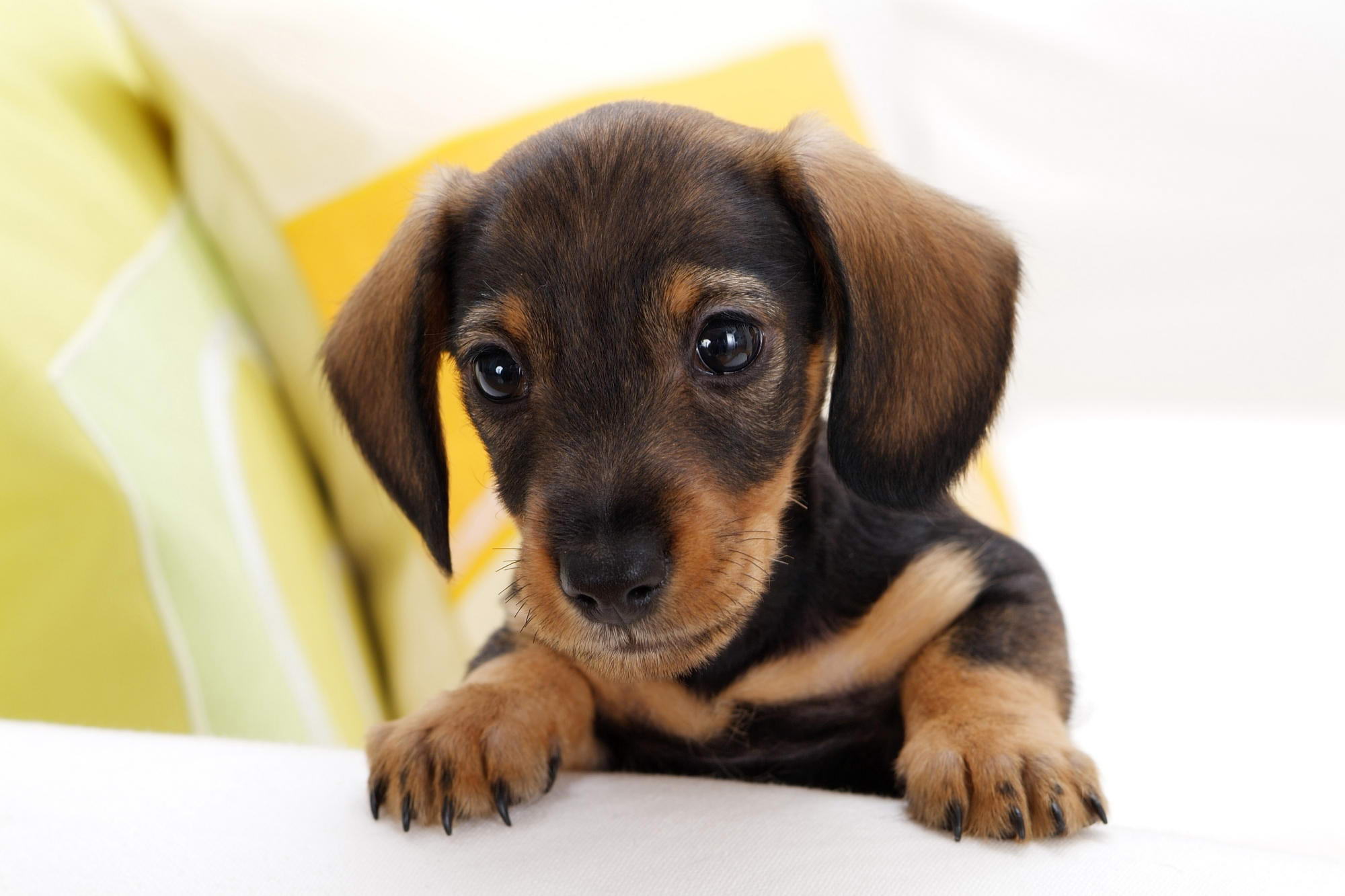 Wiener Dogs Wallpapers - Wallpaper Cave