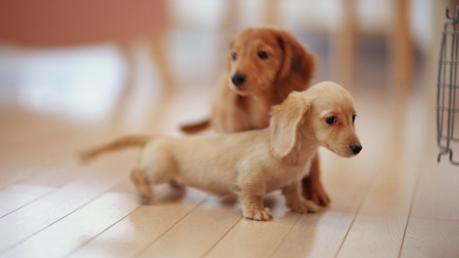 Wiener Dogs Wallpapers - Wallpaper Cave