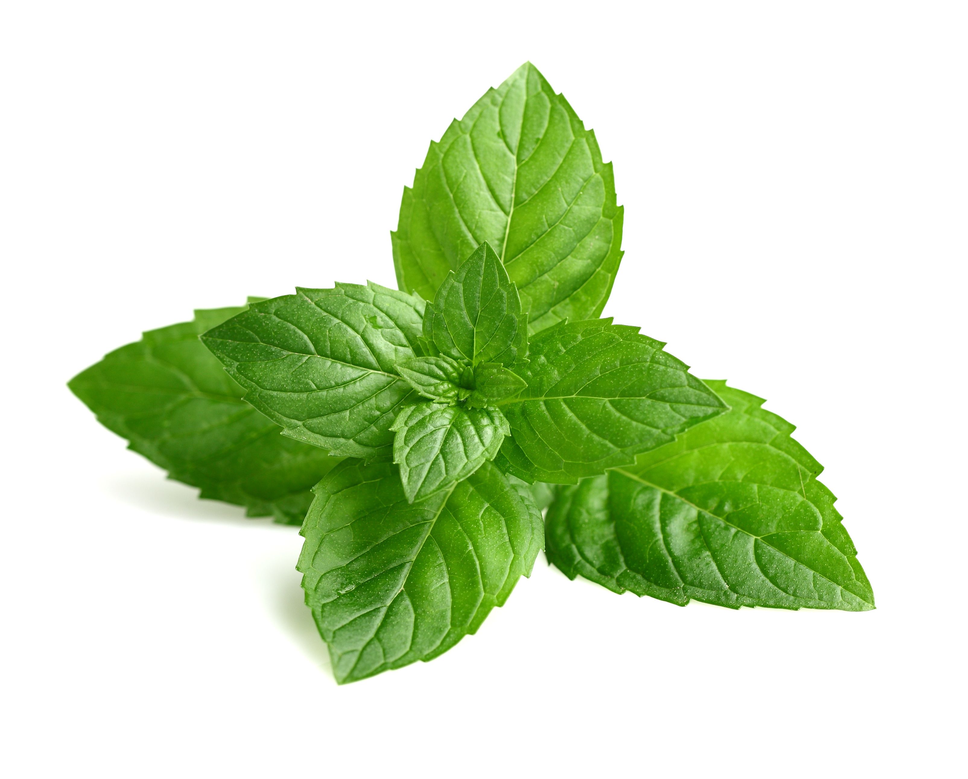 Mint Leaves Wallpapers Wallpaper Cave