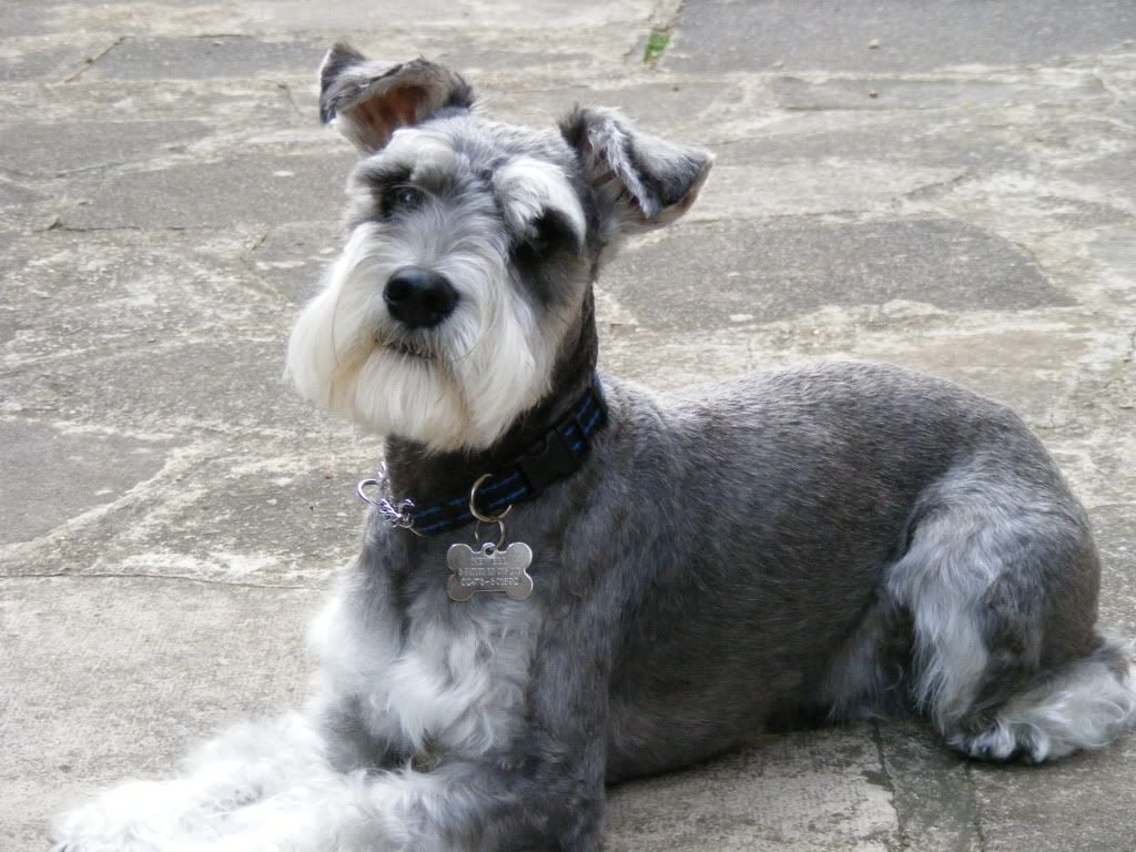 Grey Schnauzer Wallpapers - Wallpaper Cave