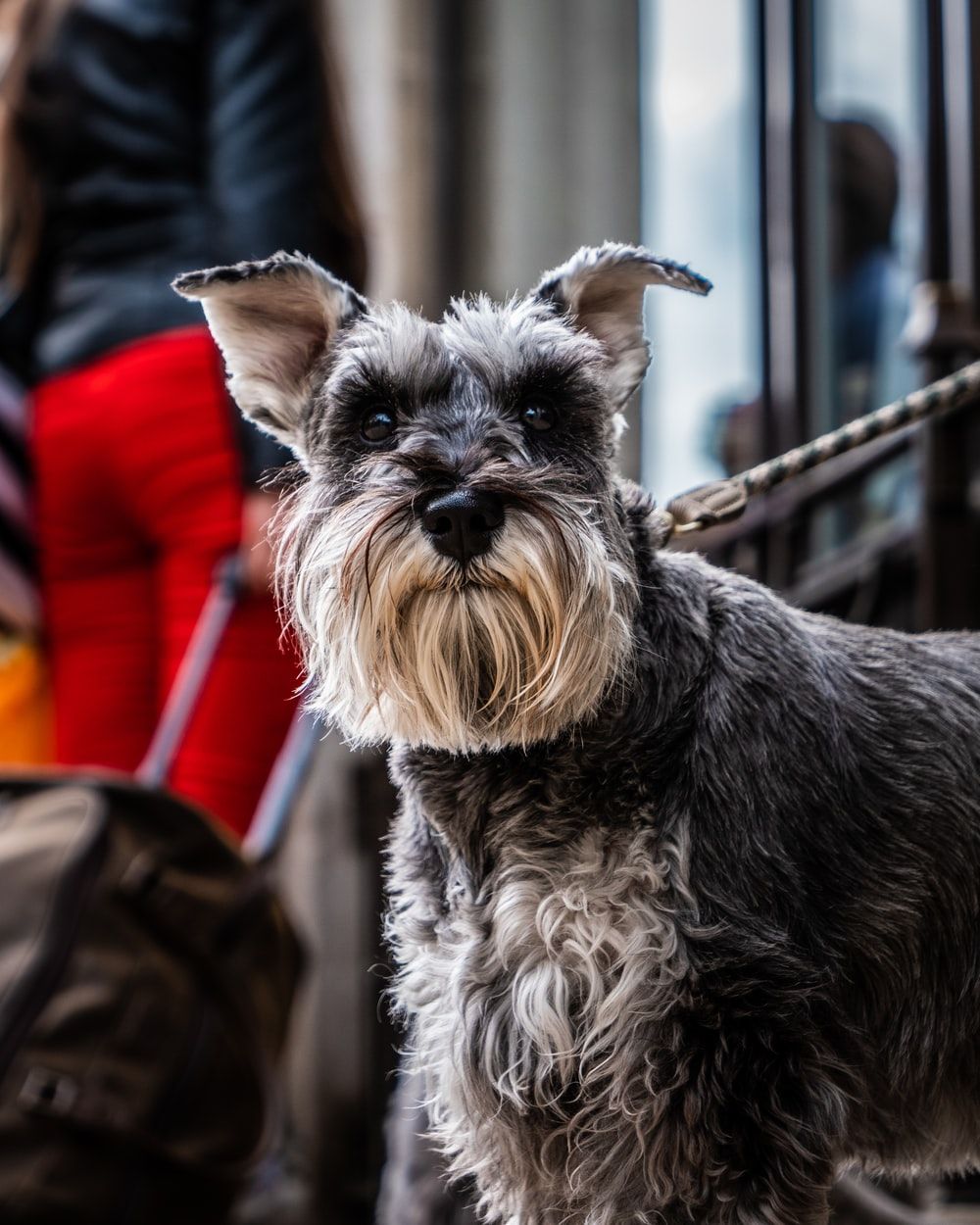 Grey Schnauzer Wallpapers - Wallpaper Cave