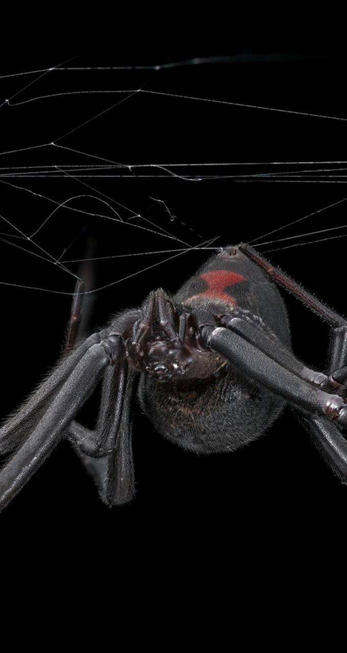 Black Widow Spider Wallpapers - Wallpaper Cave