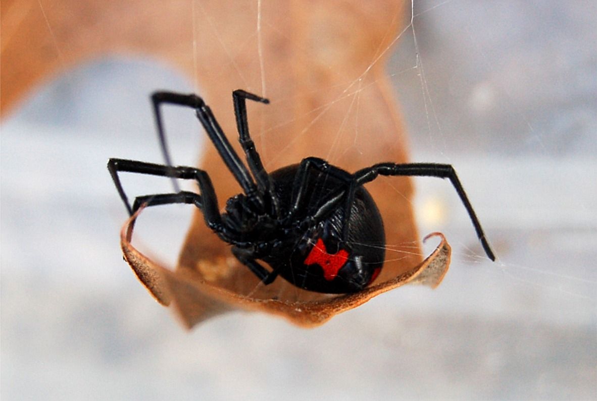 Black Widow Spider Wallpapers - Wallpaper Cave