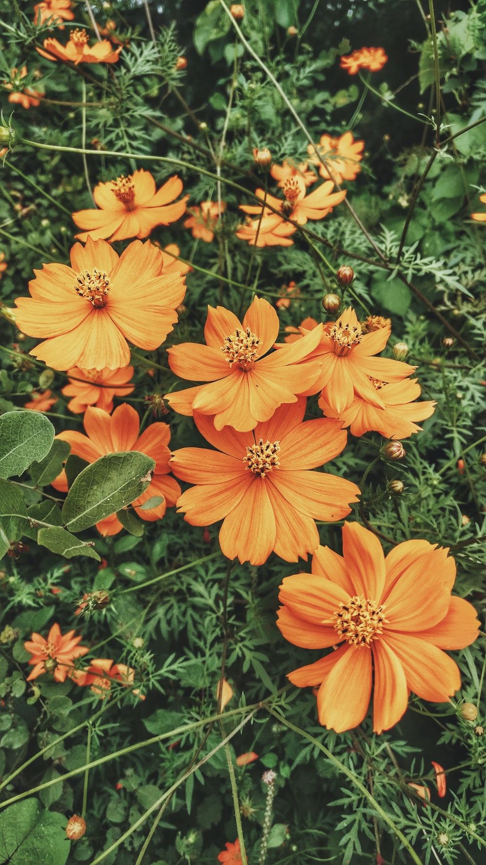 Orange Flower Wallpapers - Wallpaper Cave