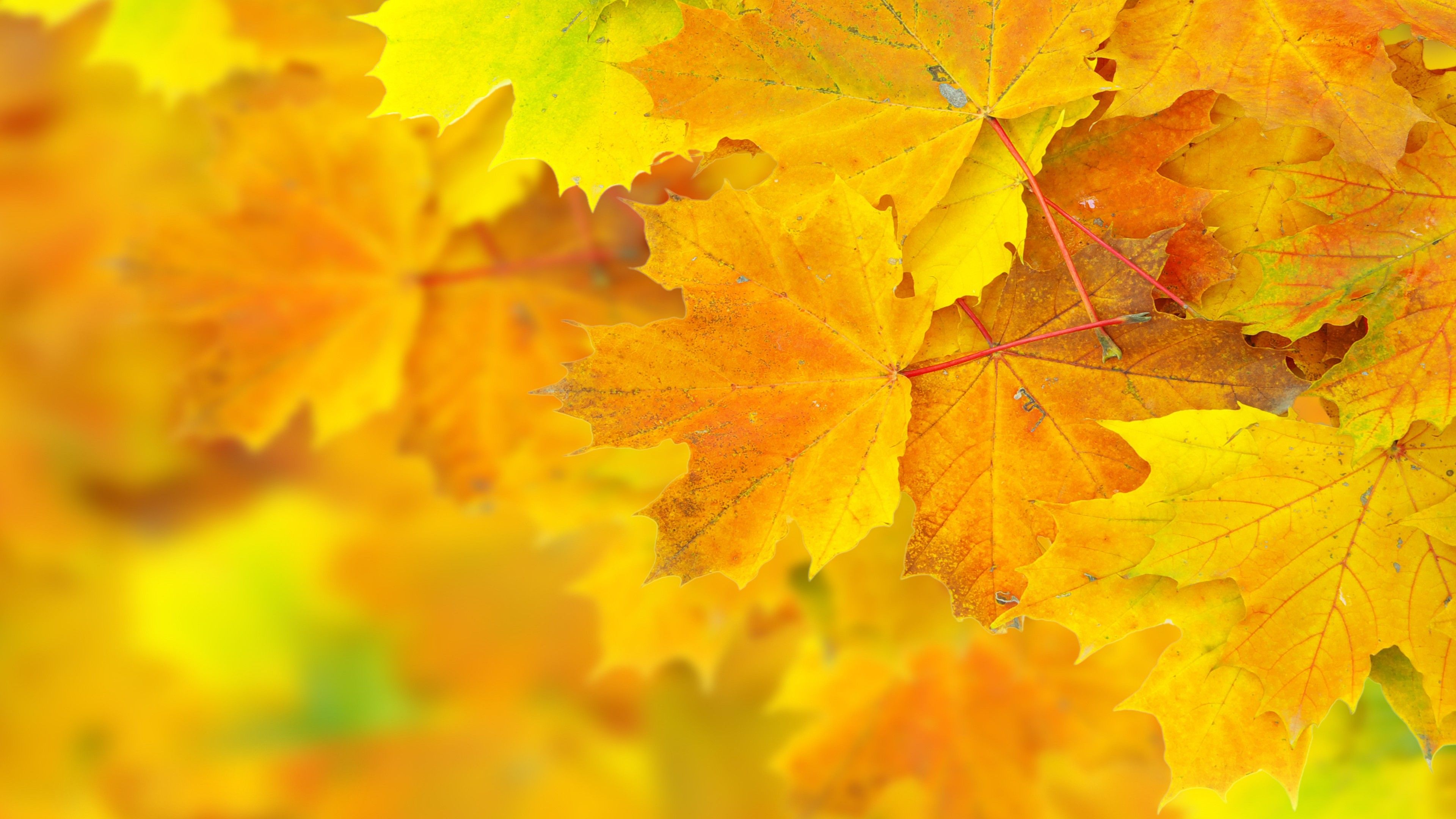 Autumn Yellow Wallpapers - Wallpaper Cave