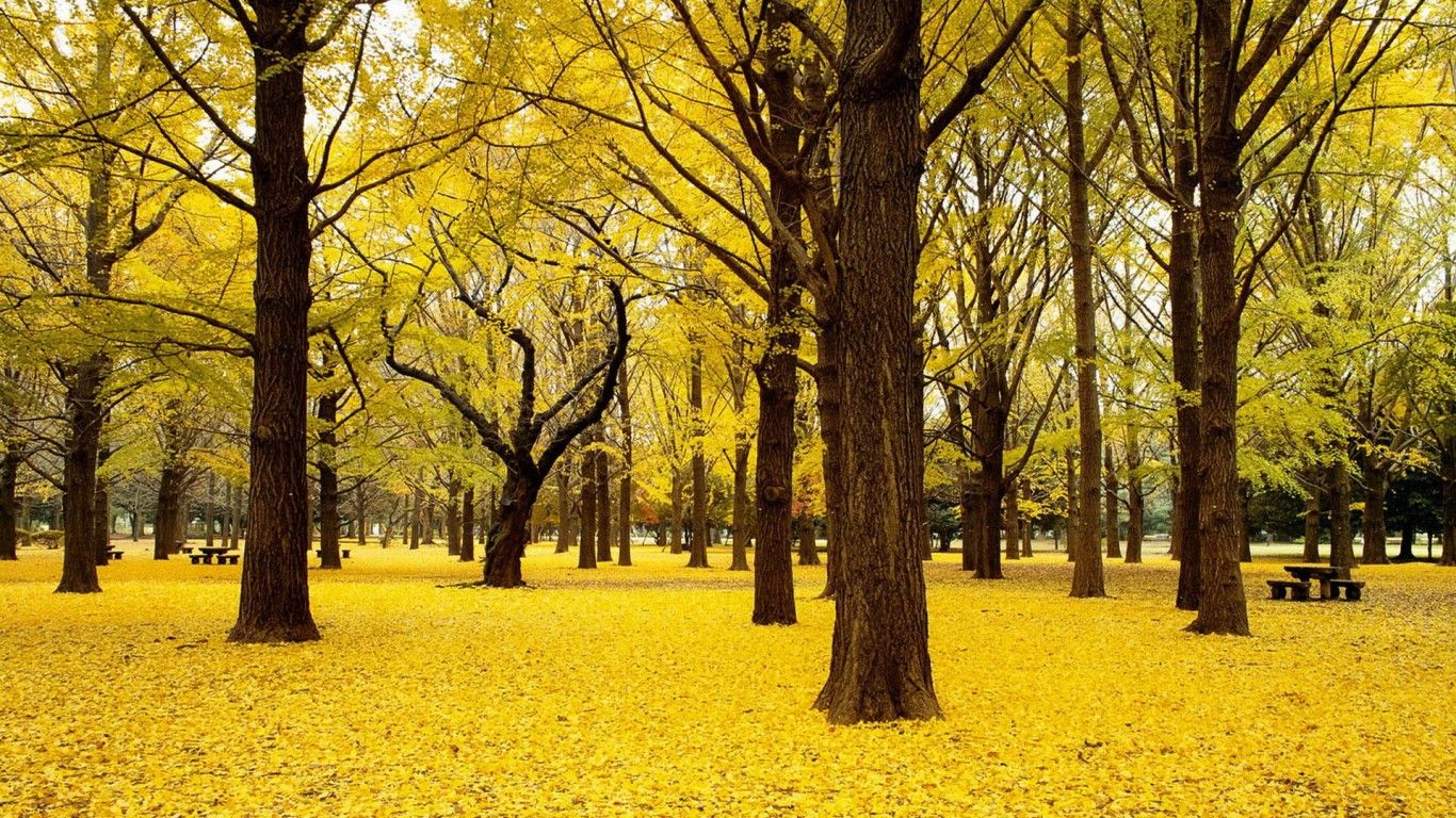 Autumn Yellow Wallpapers - Wallpaper Cave
