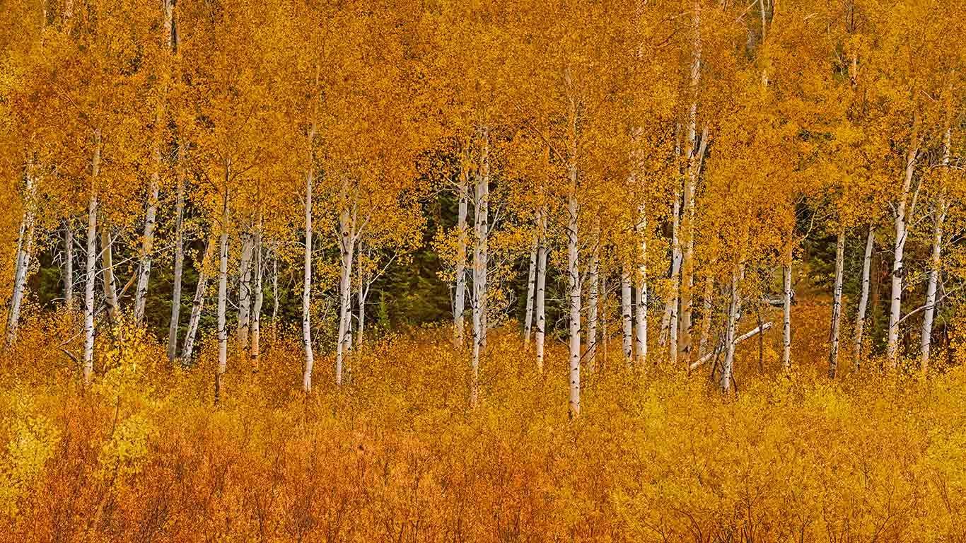 HD Autumn Aspens Wallpapers - Wallpaper Cave