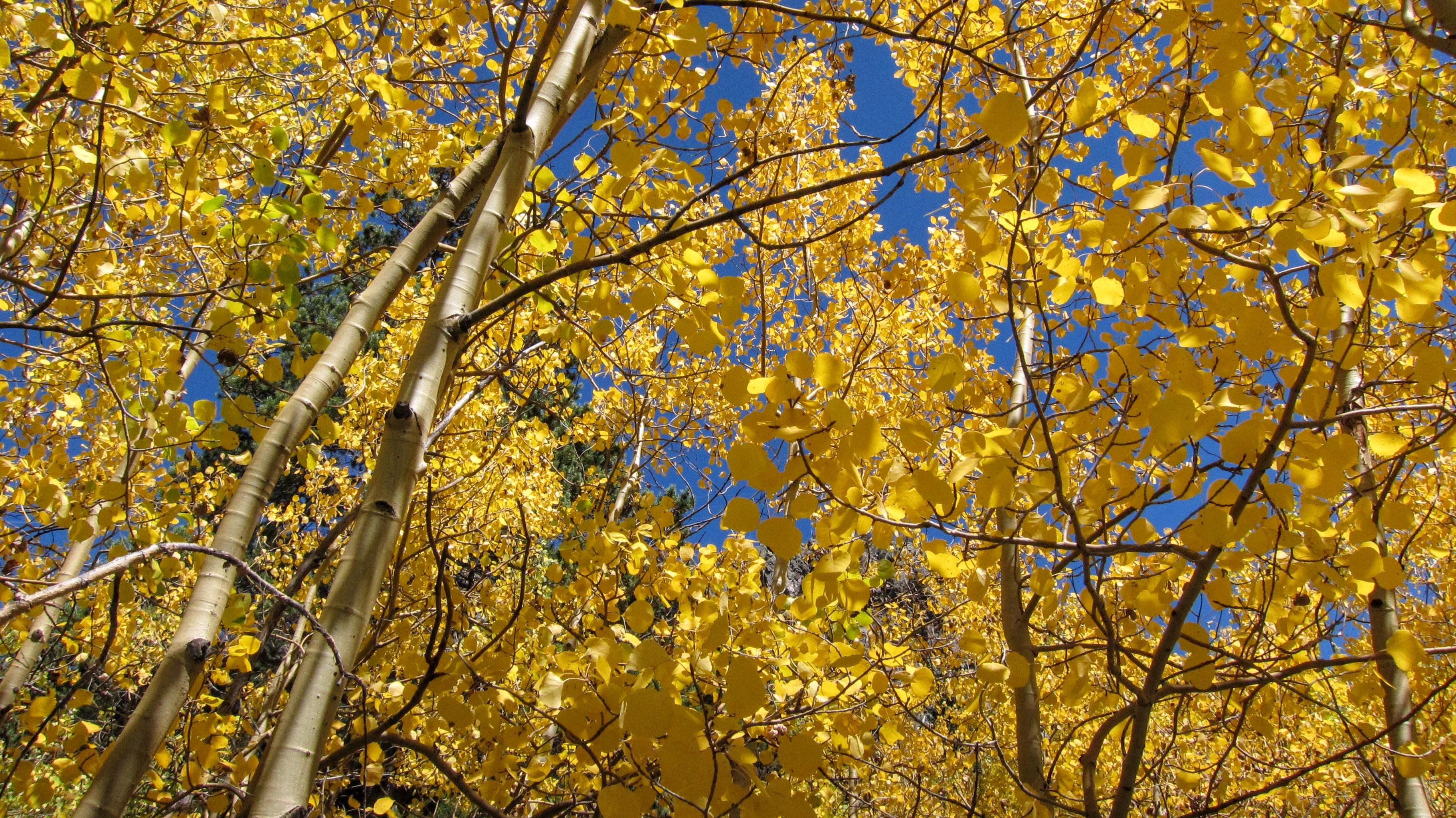 HD Autumn Aspens Wallpapers - Wallpaper Cave