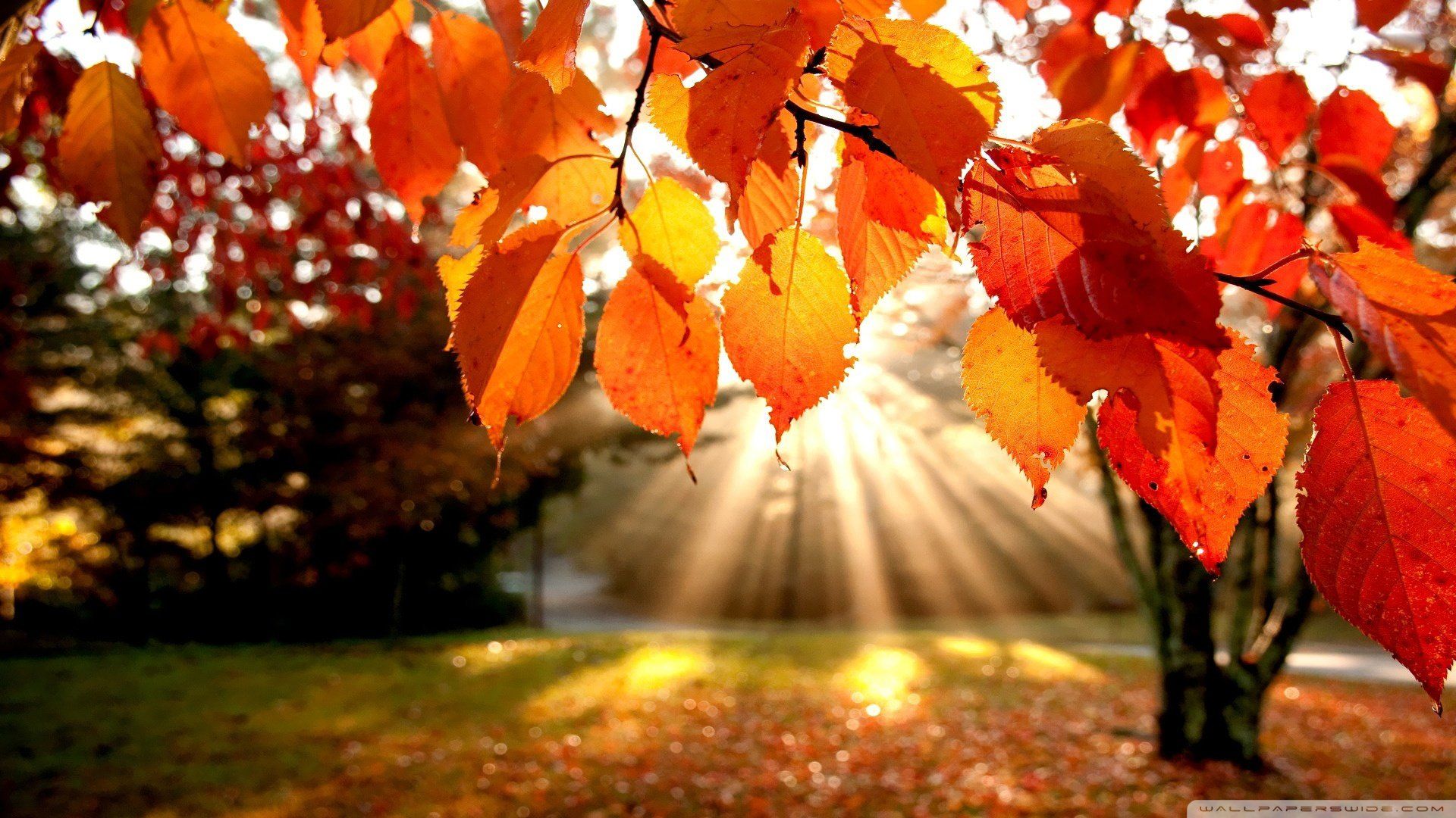 Autumn Scenary Wallpapers - Wallpaper Cave