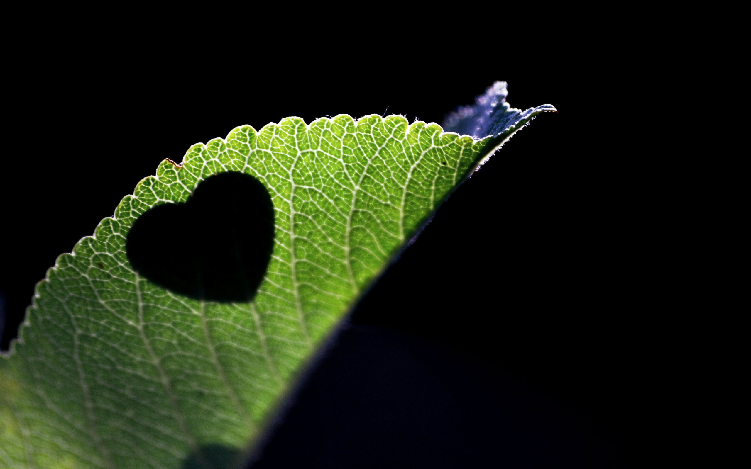 Green Heart Wallpapers - Wallpaper Cave