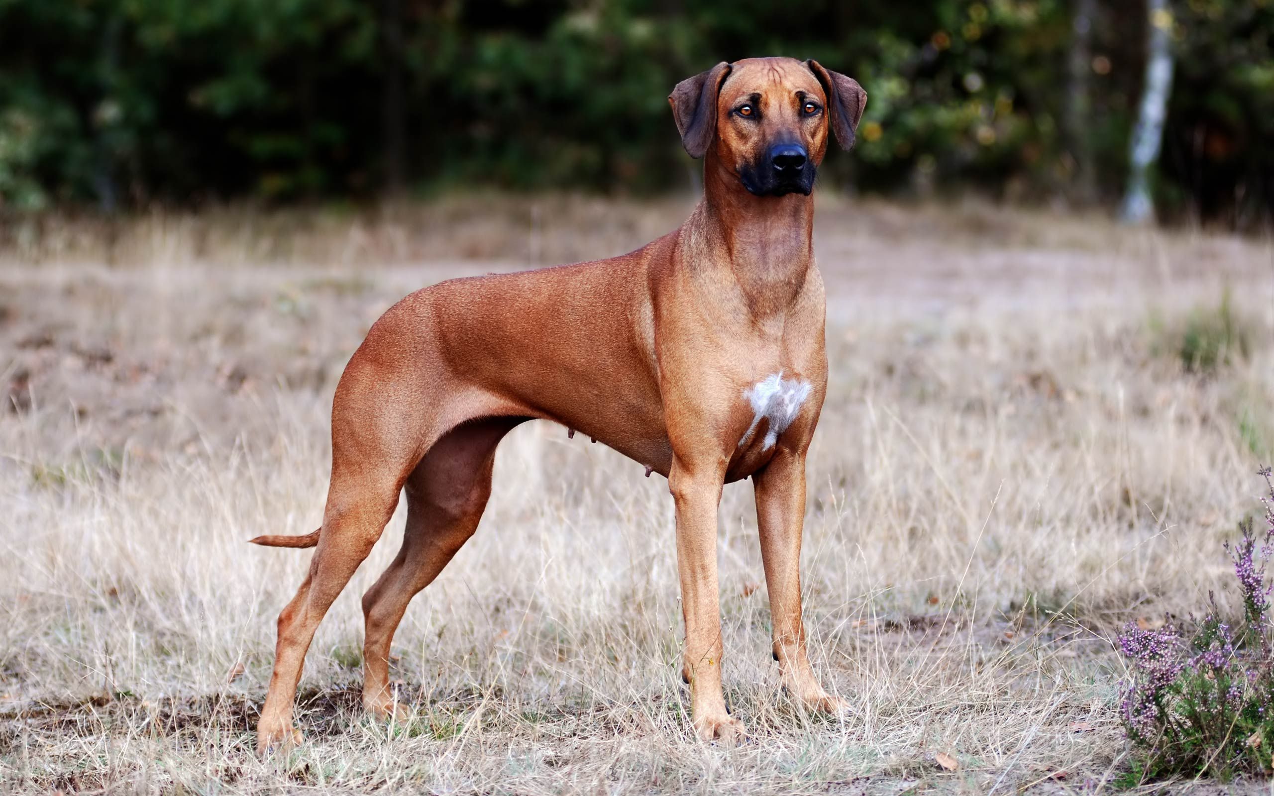 Rhodesian Ridgeback Wallpapers - Wallpaper Cave