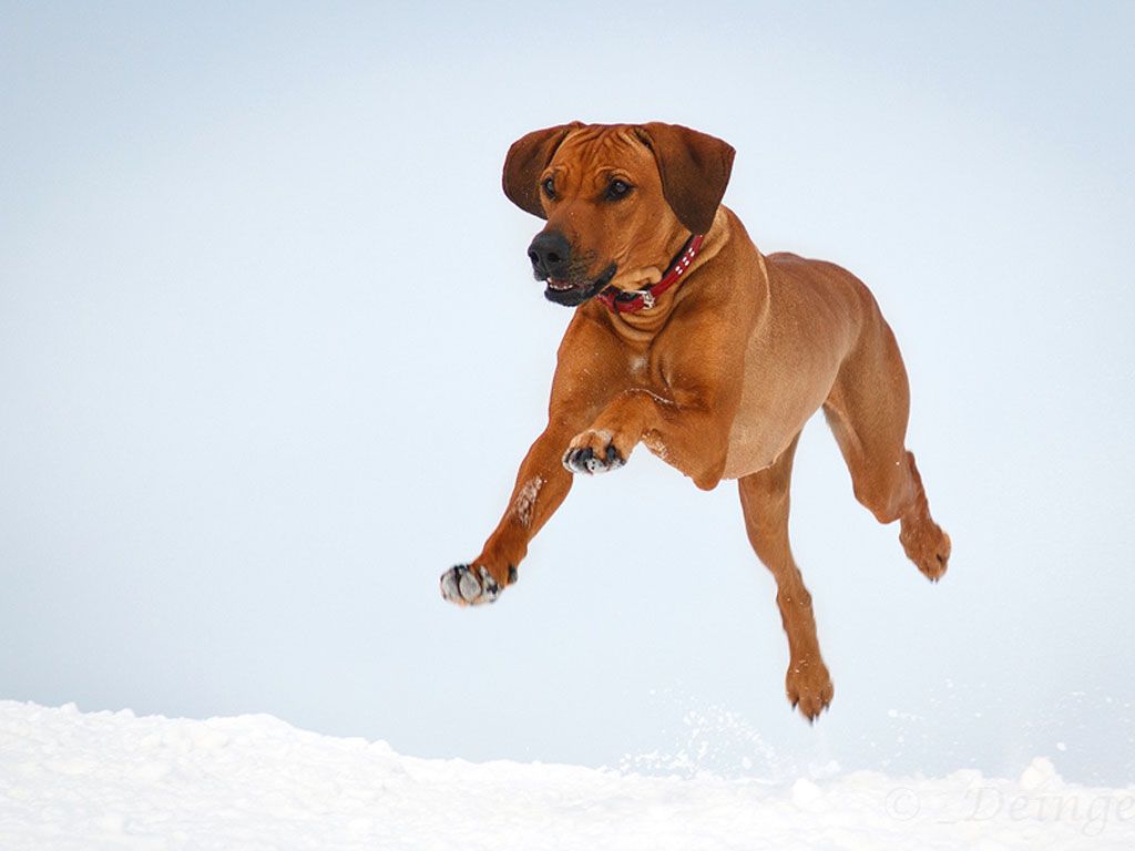 Doberman And Rhodesian Ridgeback Wallpapers - Wallpaper Cave